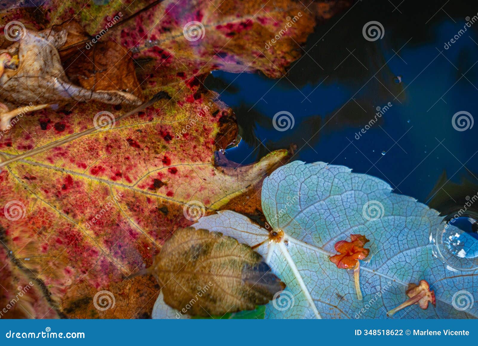 Autumn Leaves in Water and Bubbles with Reflection Stock Photo - Image ...