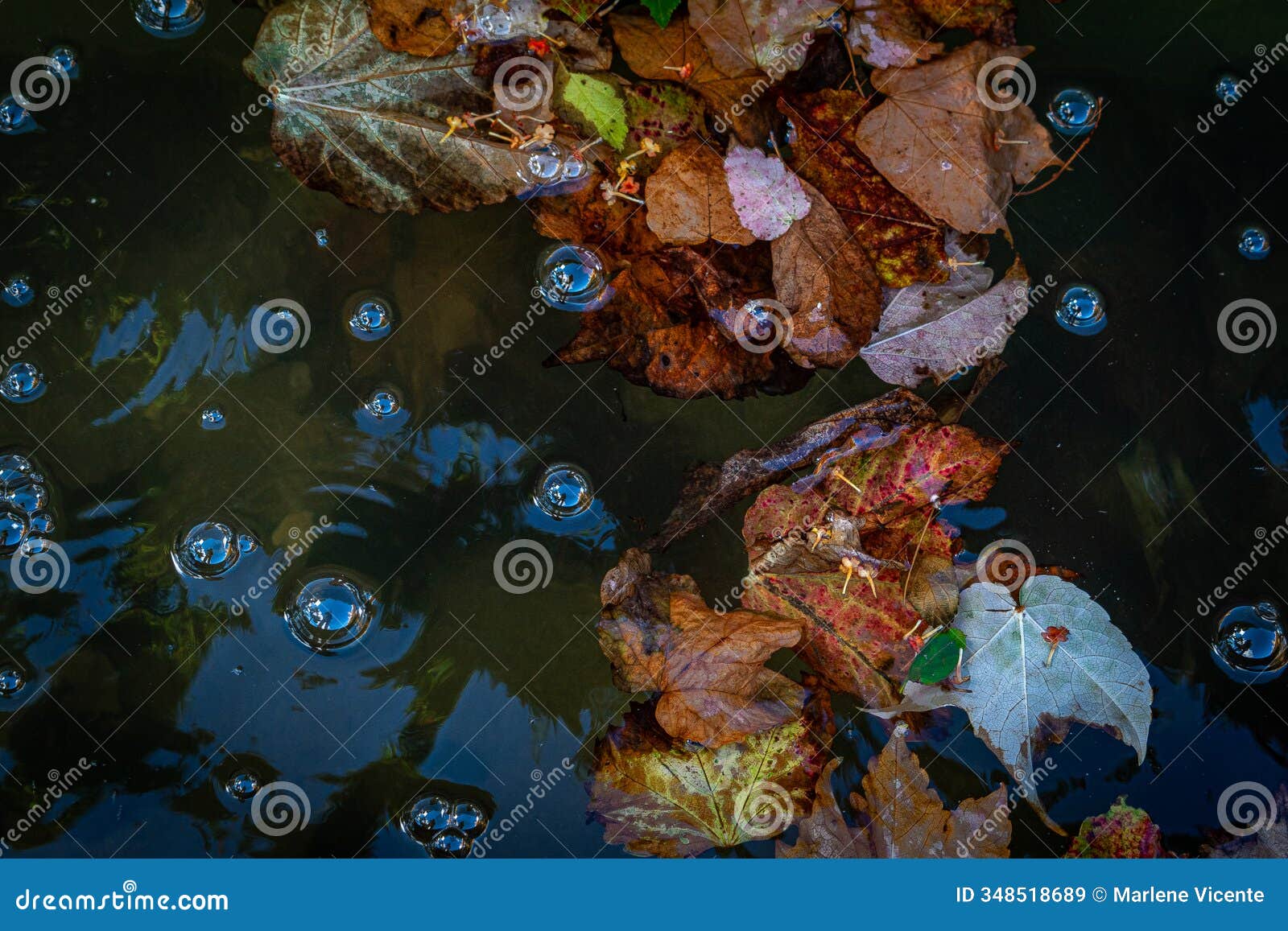 Autumn Leaves in Water and Bubbles with Reflection Stock Image - Image ...