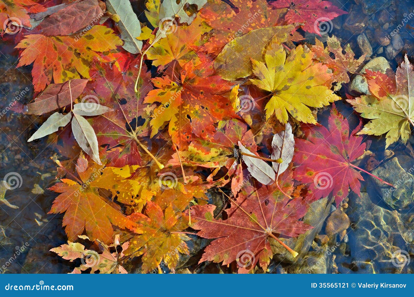 Autumn leaves on water 9 stock image. Image of close - 35565121