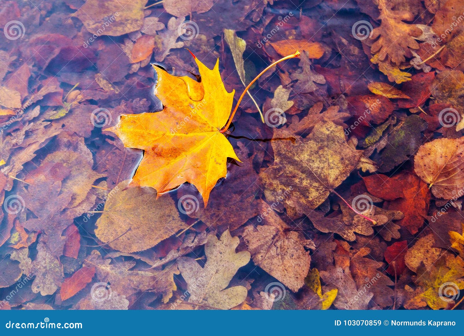 Autumn leaves in water stock image. Image of motion - 103070859