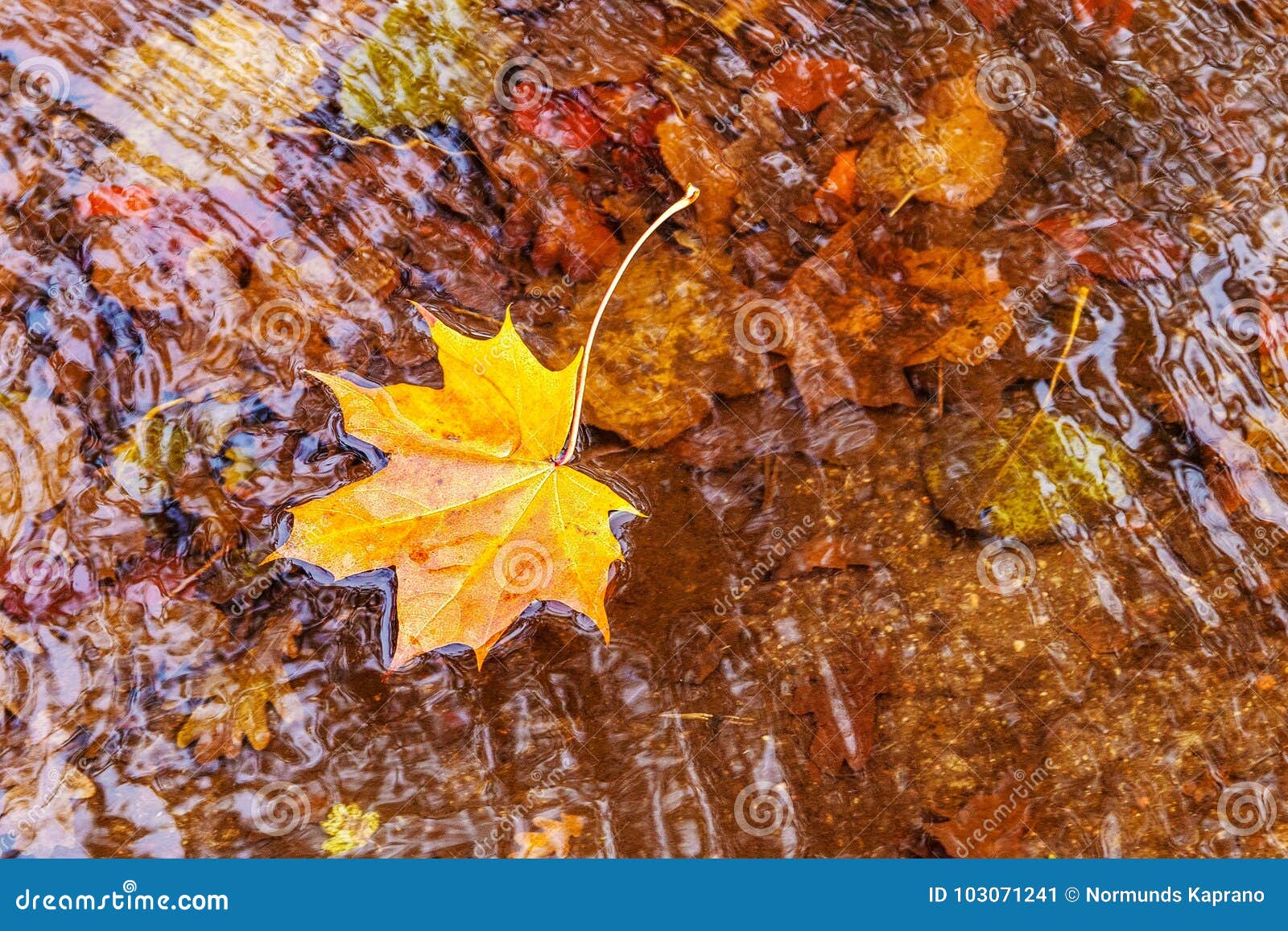 Autumn leaves in water stock image. Image of circle - 103071241