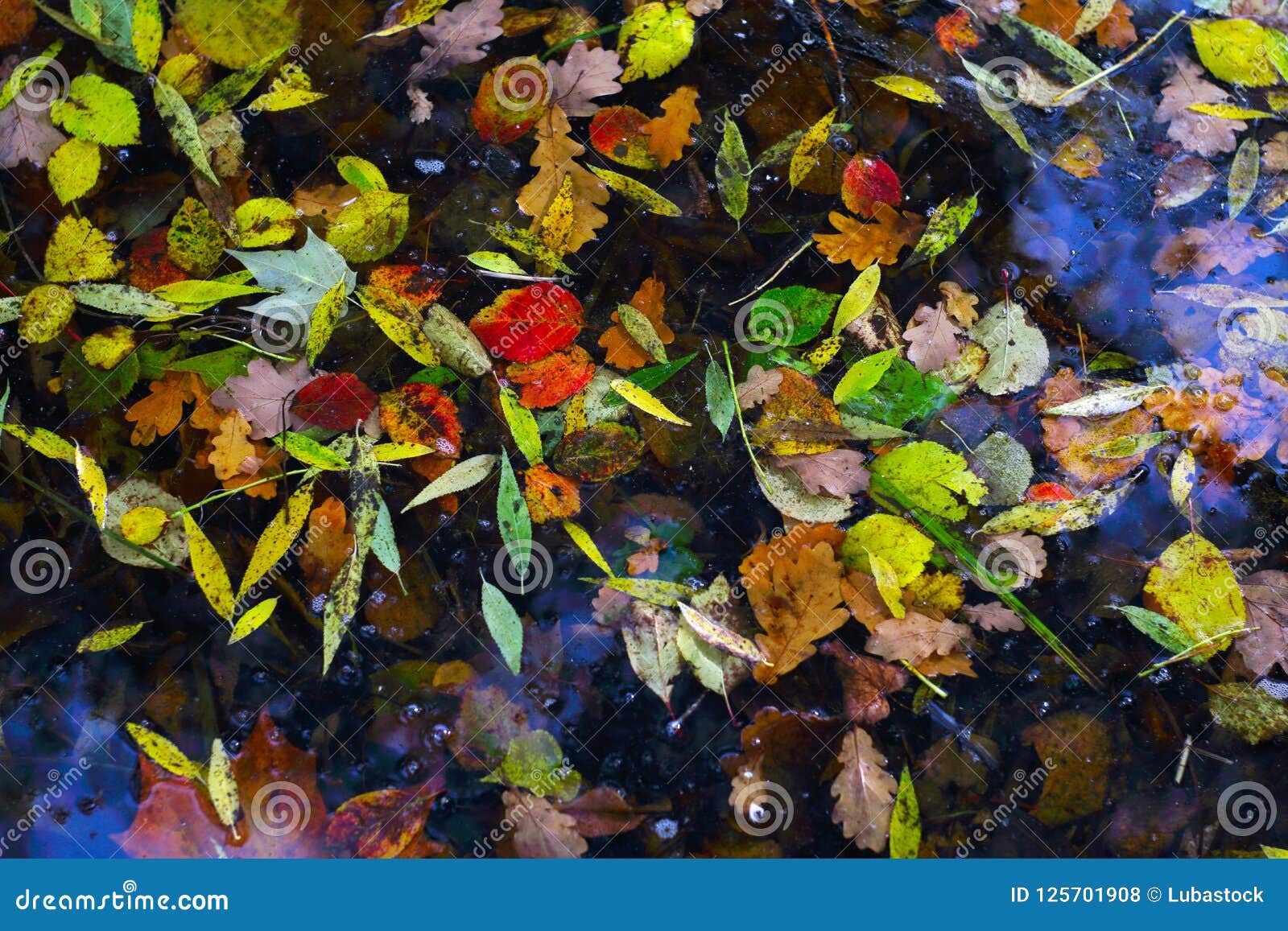 Autumn leaves on water stock photo. Image of vibrant - 125701908