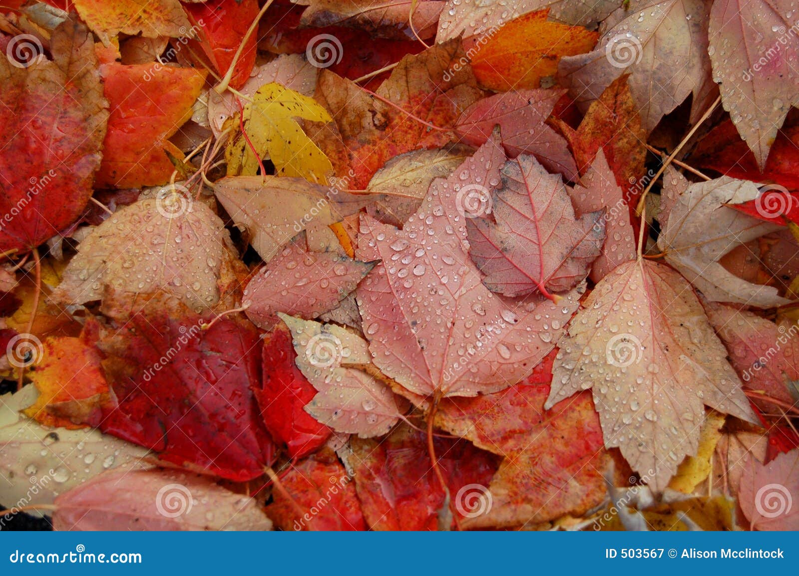 Autumn Leaves with Water Drops Stock Image - Image of background ...