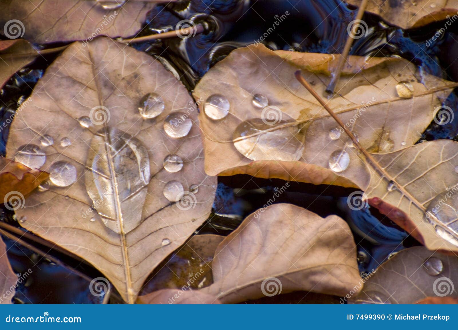 Autumn Leaves with Water Drops Stock Photo - Image of rust, drops: 7499390