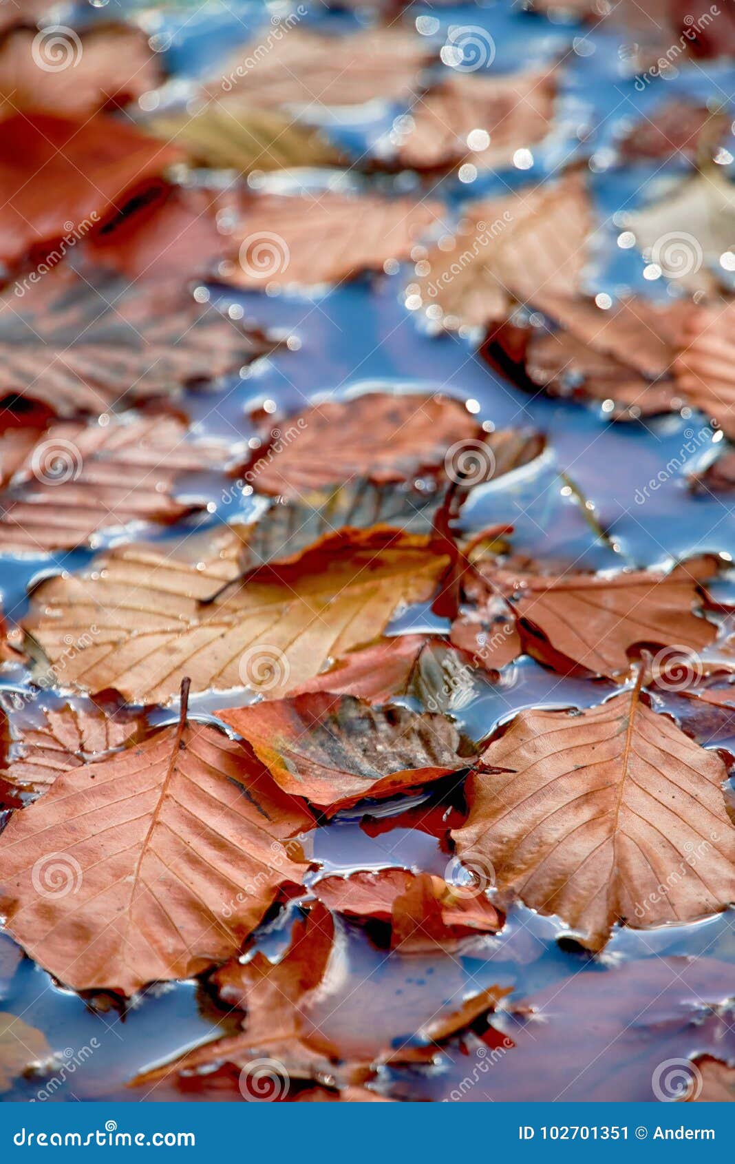 Autumn leaves on water stock image. Image of foliage - 102701351