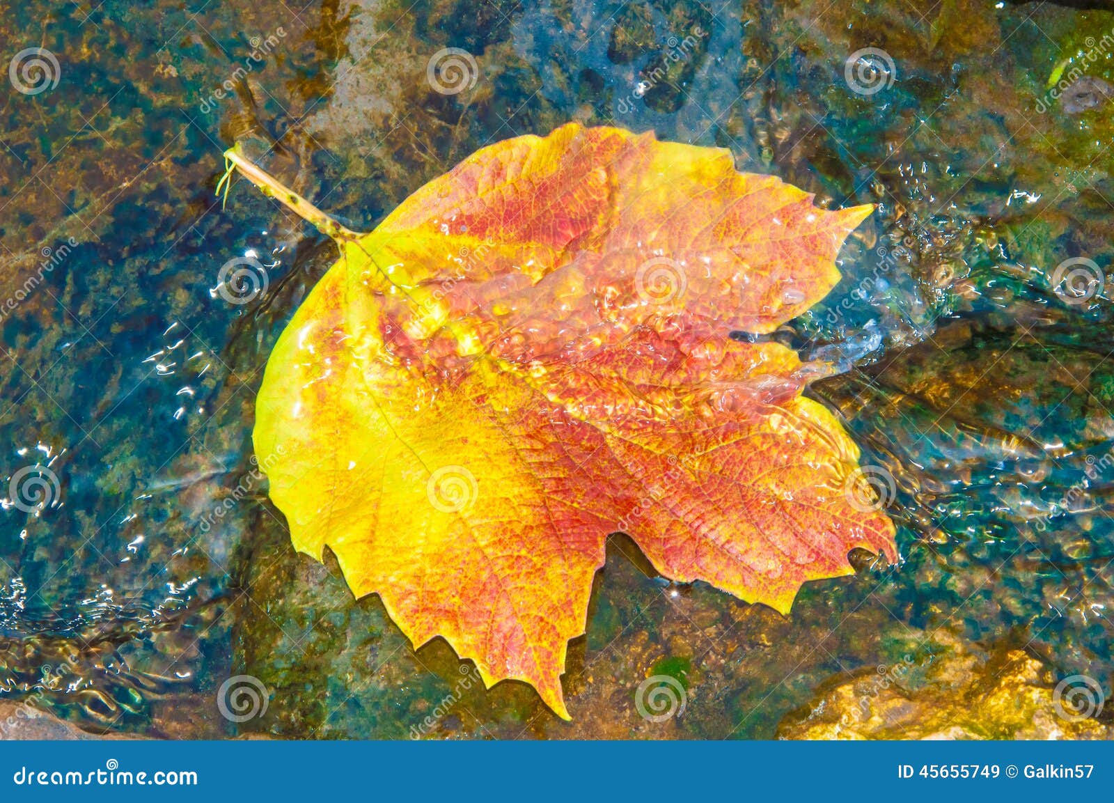 Autumn leaves in water stock image. Image of concept - 45655749
