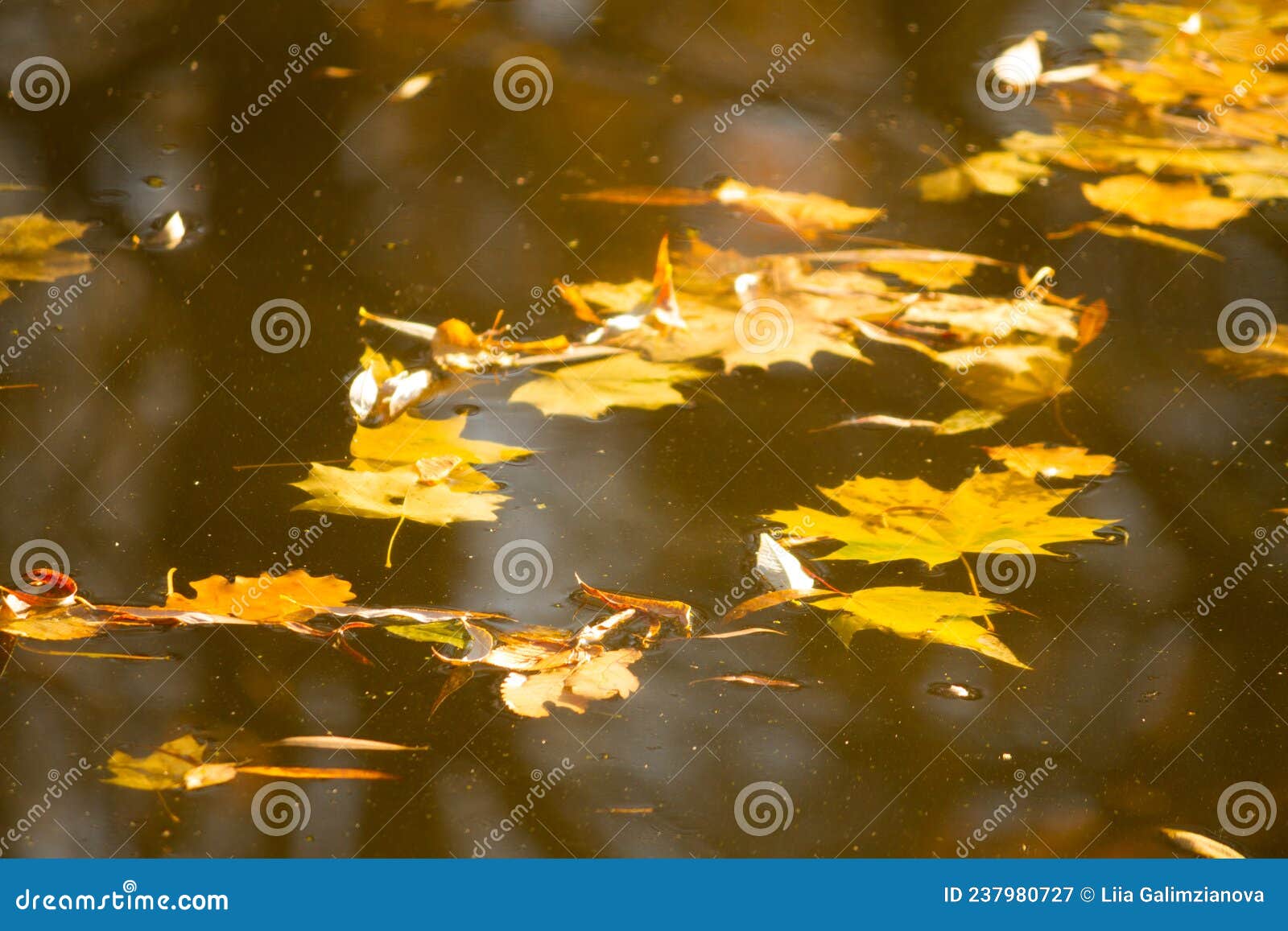 Autumn leaves on water stock image. Image of tree, seasonal - 237980727