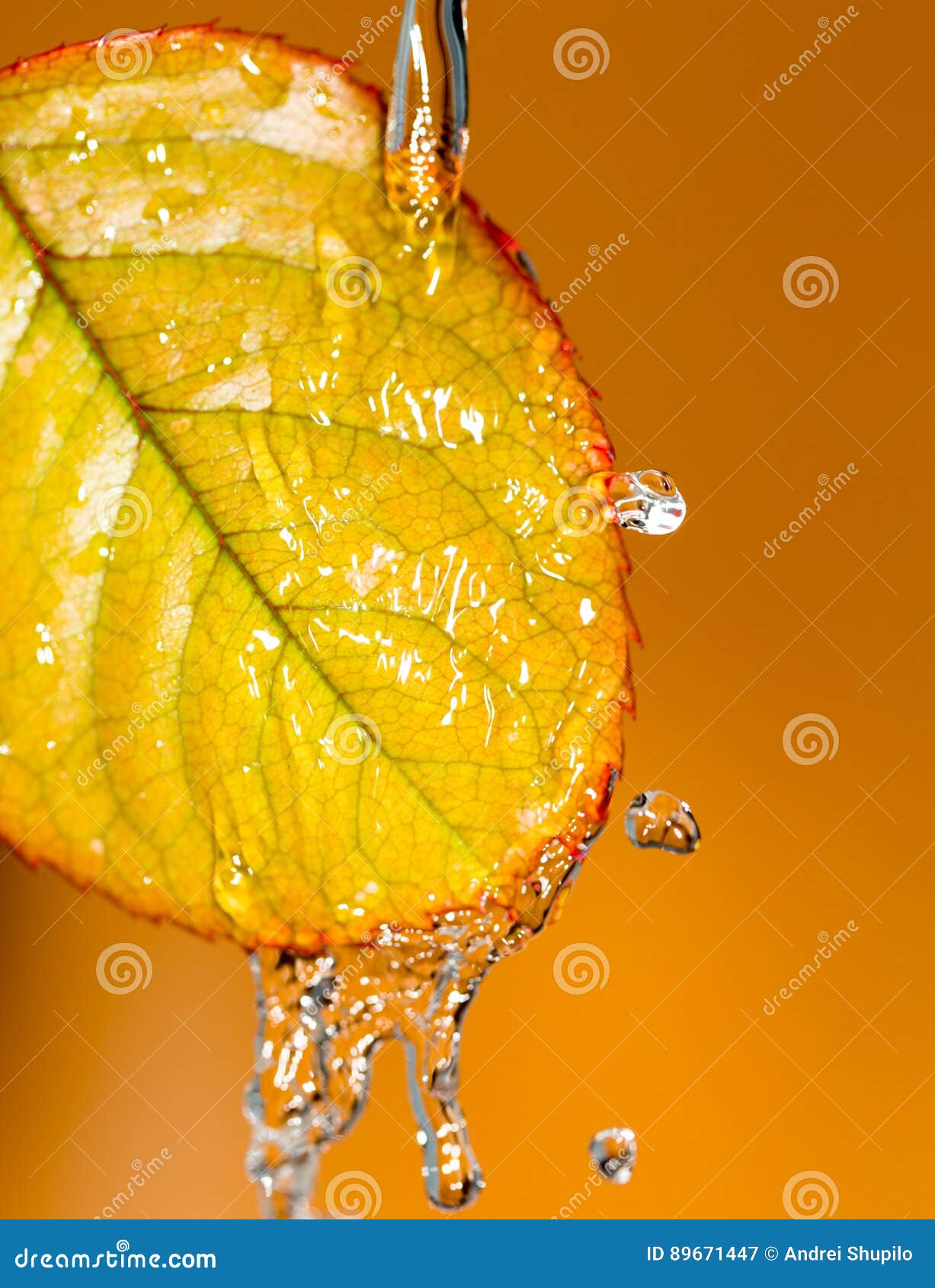 Autumn leaves in water stock image. Image of flora, lush - 89671447