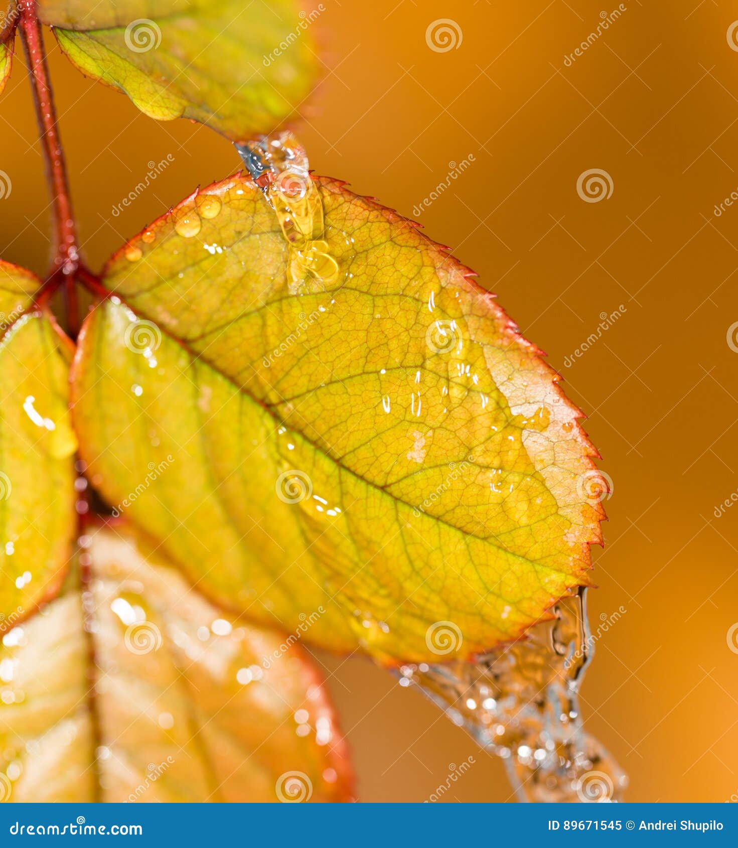 Autumn leaves in water stock image. Image of nature, garden - 89671545