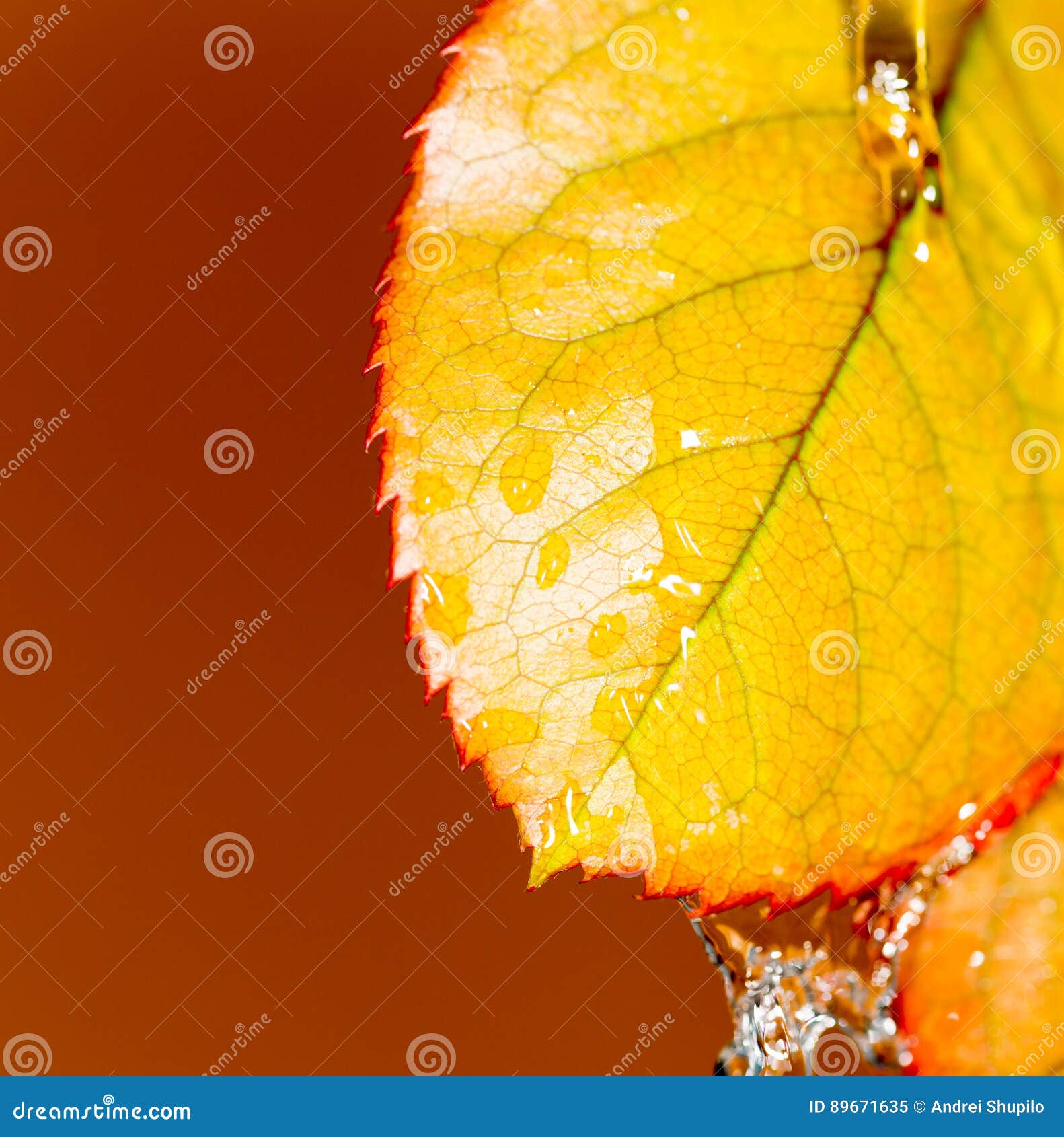 Autumn leaves in water stock image. Image of lush, leaf - 89671635
