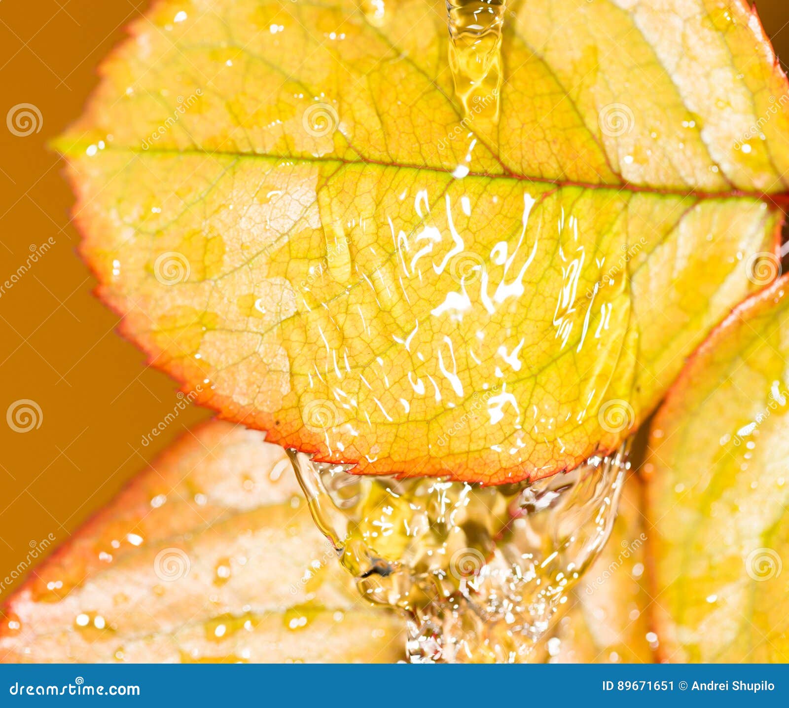 Autumn leaves in water stock image. Image of maple, element - 89671651