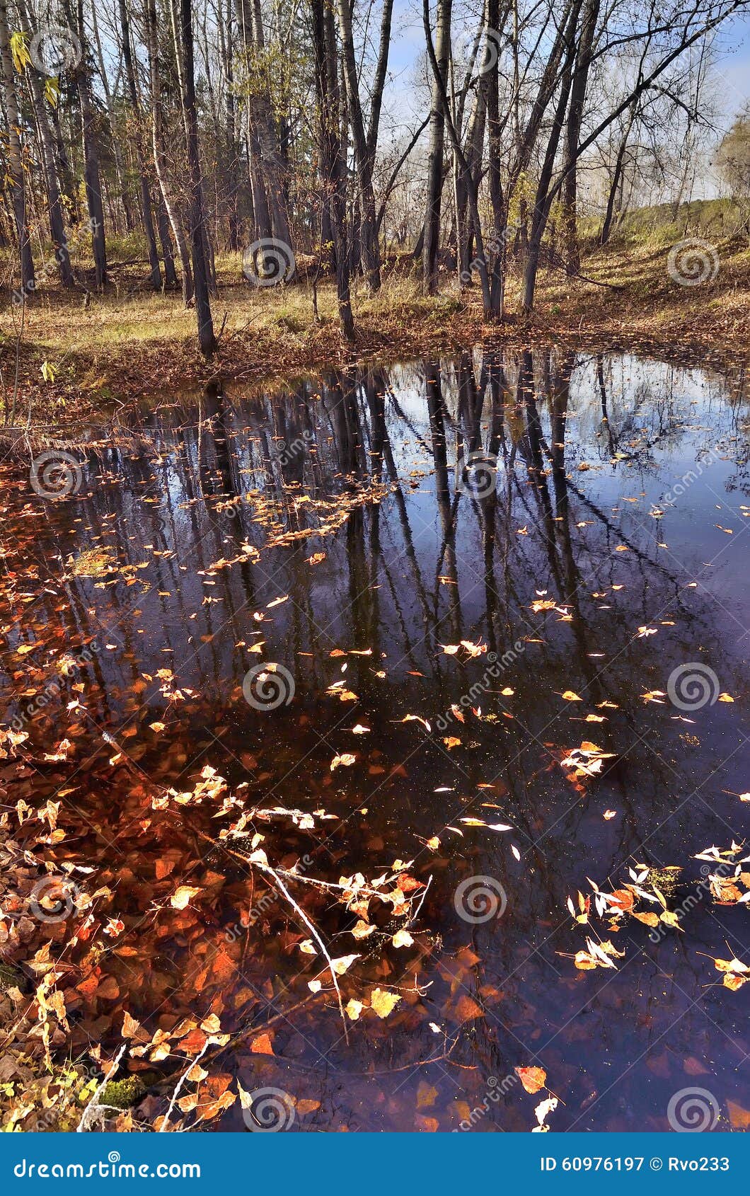 Autumn Leaves in Water with Trees Reflection. Stock Image - Image of ...