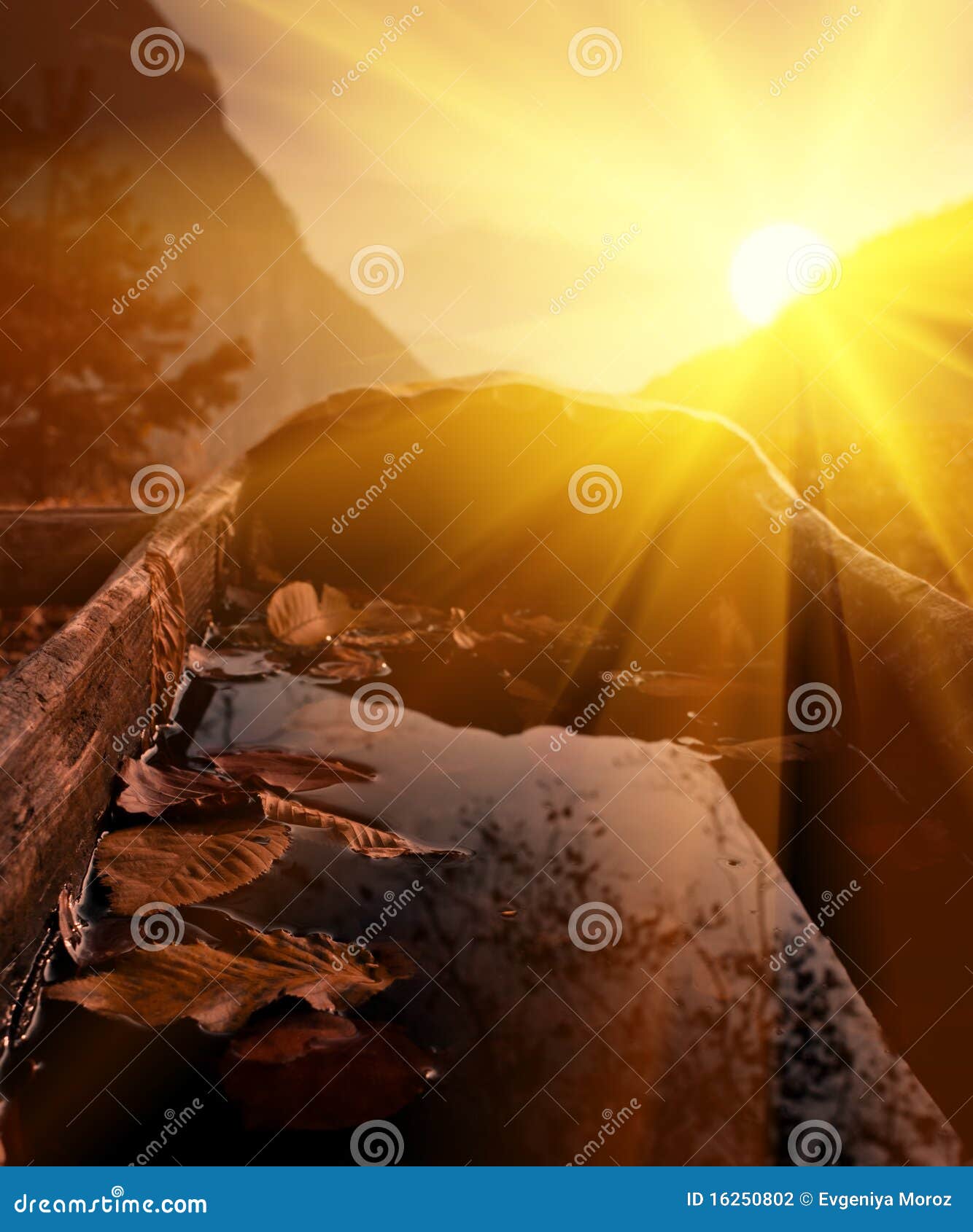 Autumn Leaves on Water of Trough Stock Photo - Image of beams, leaves ...