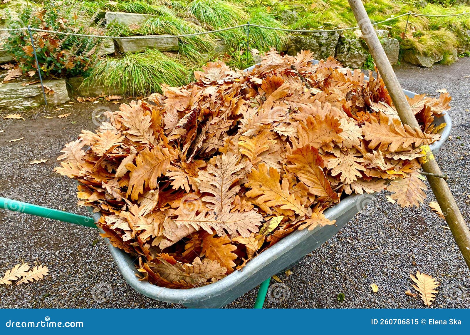 Autumn Leaves in a Wheel Barrow Stock Image - Image of foliage, fallen ...