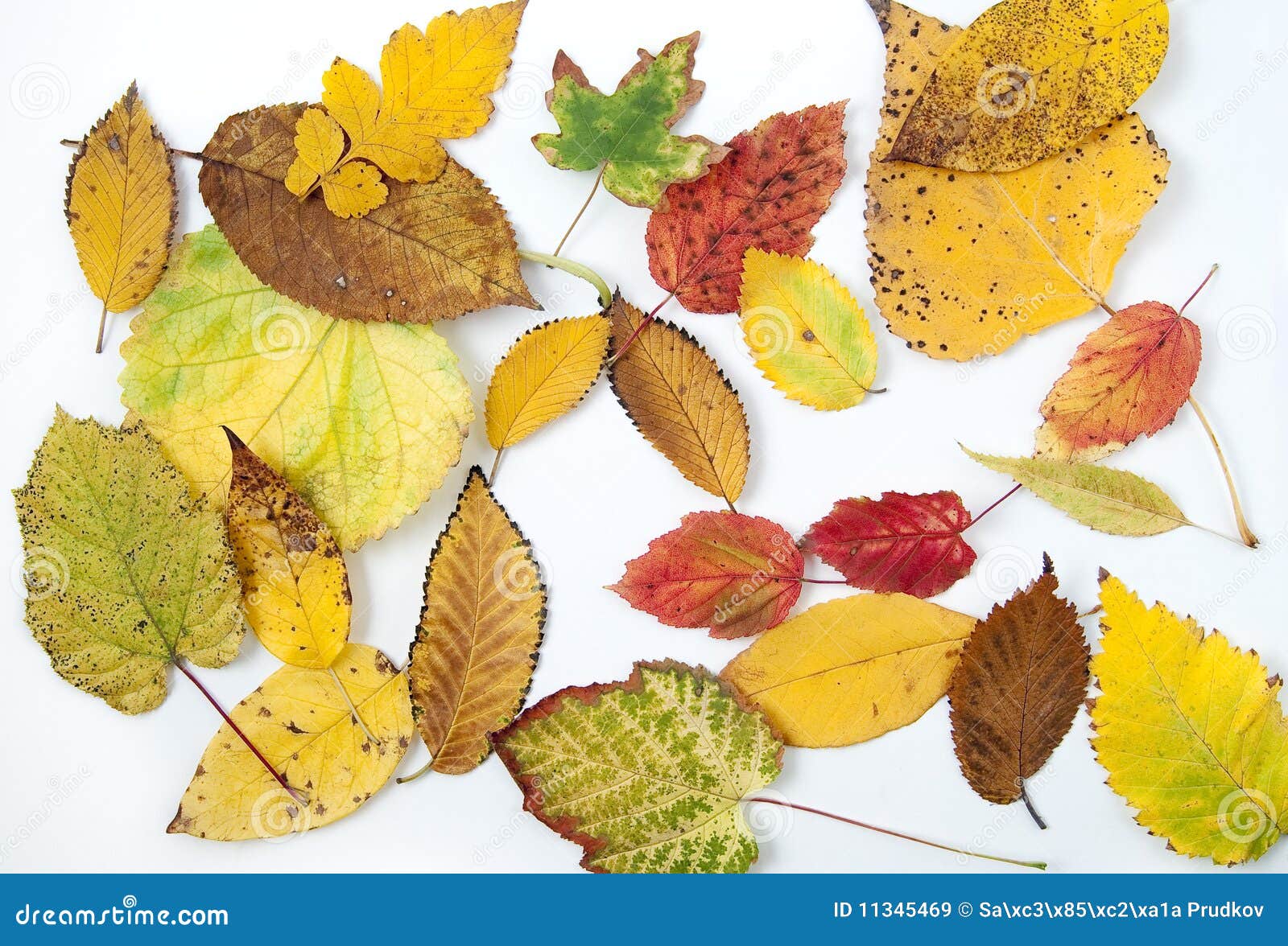 Autumn Leaves on the White Background Stock Image - Image of colorful ...