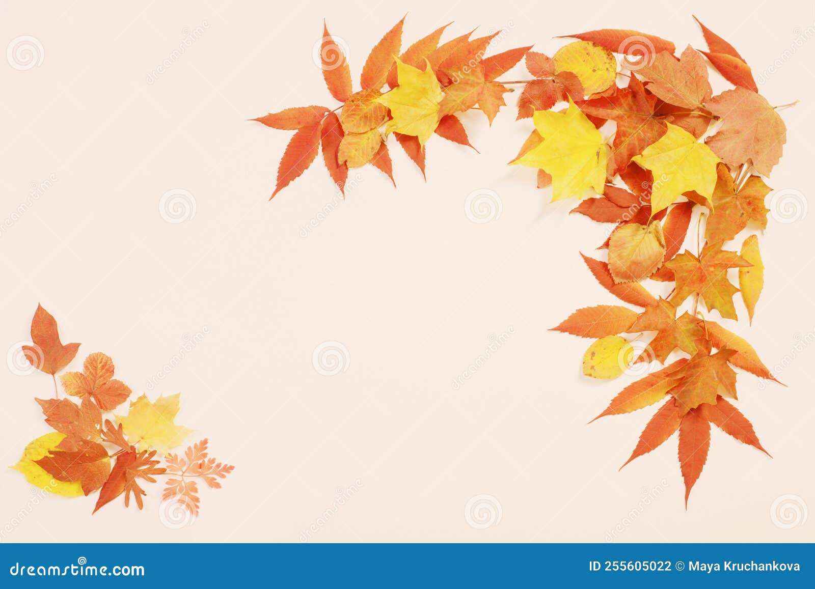 Autumn Leaves on White Background Stock Photo - Image of october, fall ...