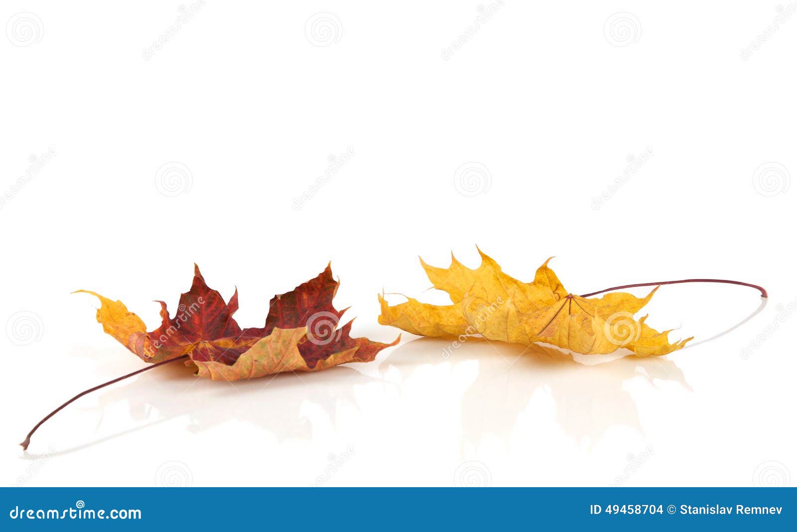 Autumn leaves stock photo. Image of foliage, leaves, autumn - 49458704