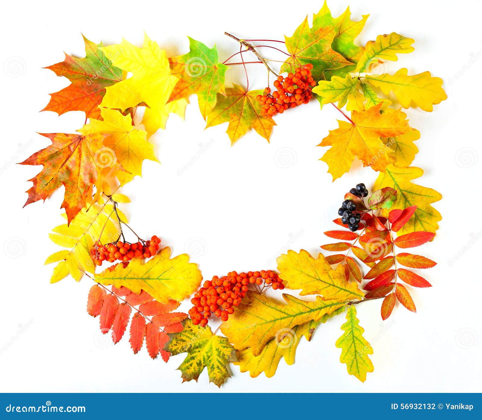 Autumn Leaves on a White Background Stock Photo - Image of aging ...