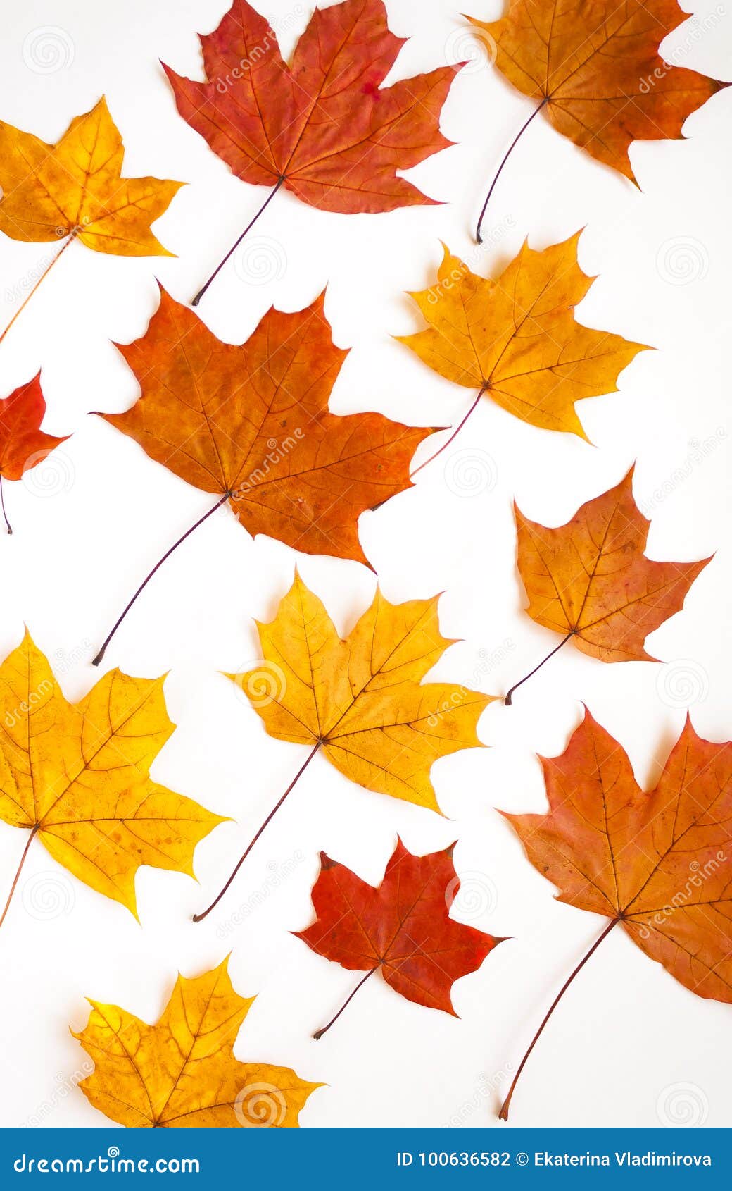 Autumn Leaves on White Background Stock Photo - Image of beautiful ...