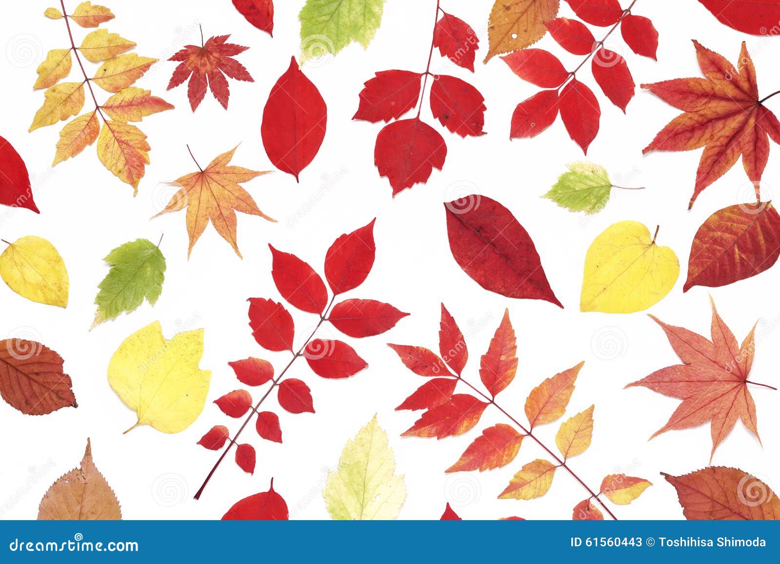 Autumn Leaves on White Background Stock Image - Image of decor, closeup ...