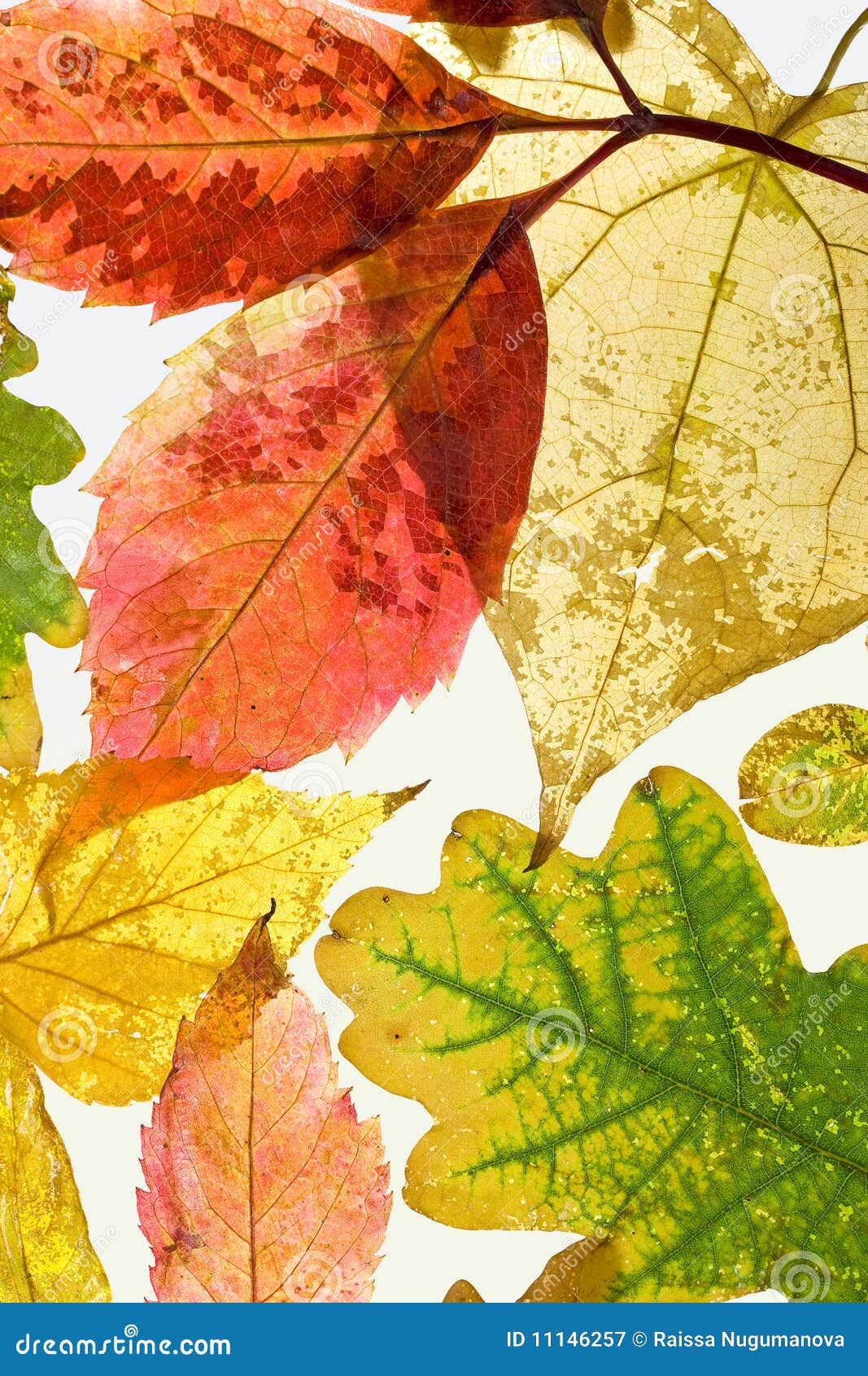 Autumn Leaves On White Background. Vertical View Royalty Free Stock ...