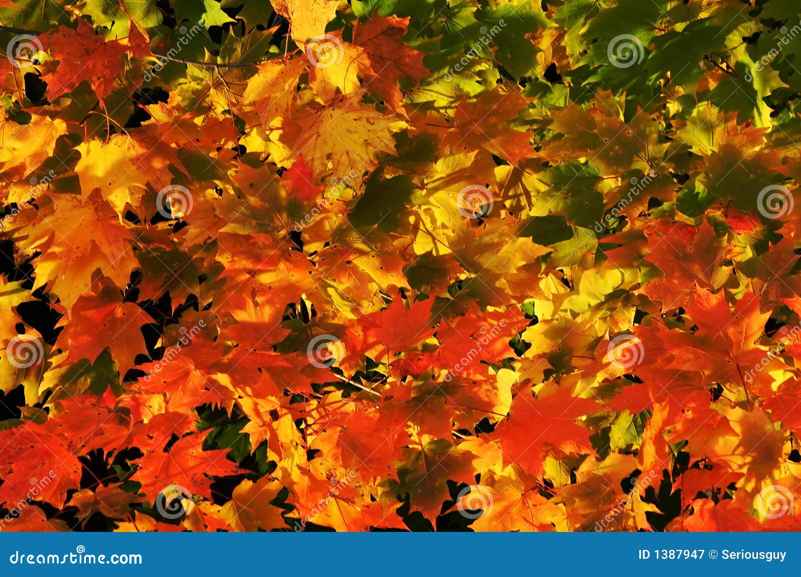 Autumn leaves in the wind stock image. Image of background - 1387947