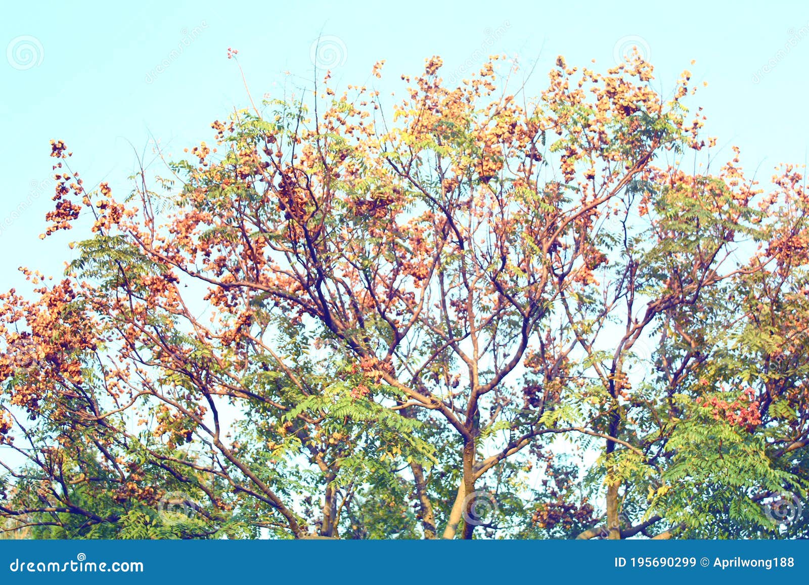 Autumn leaves in the wind stock image. Image of wind - 195690299