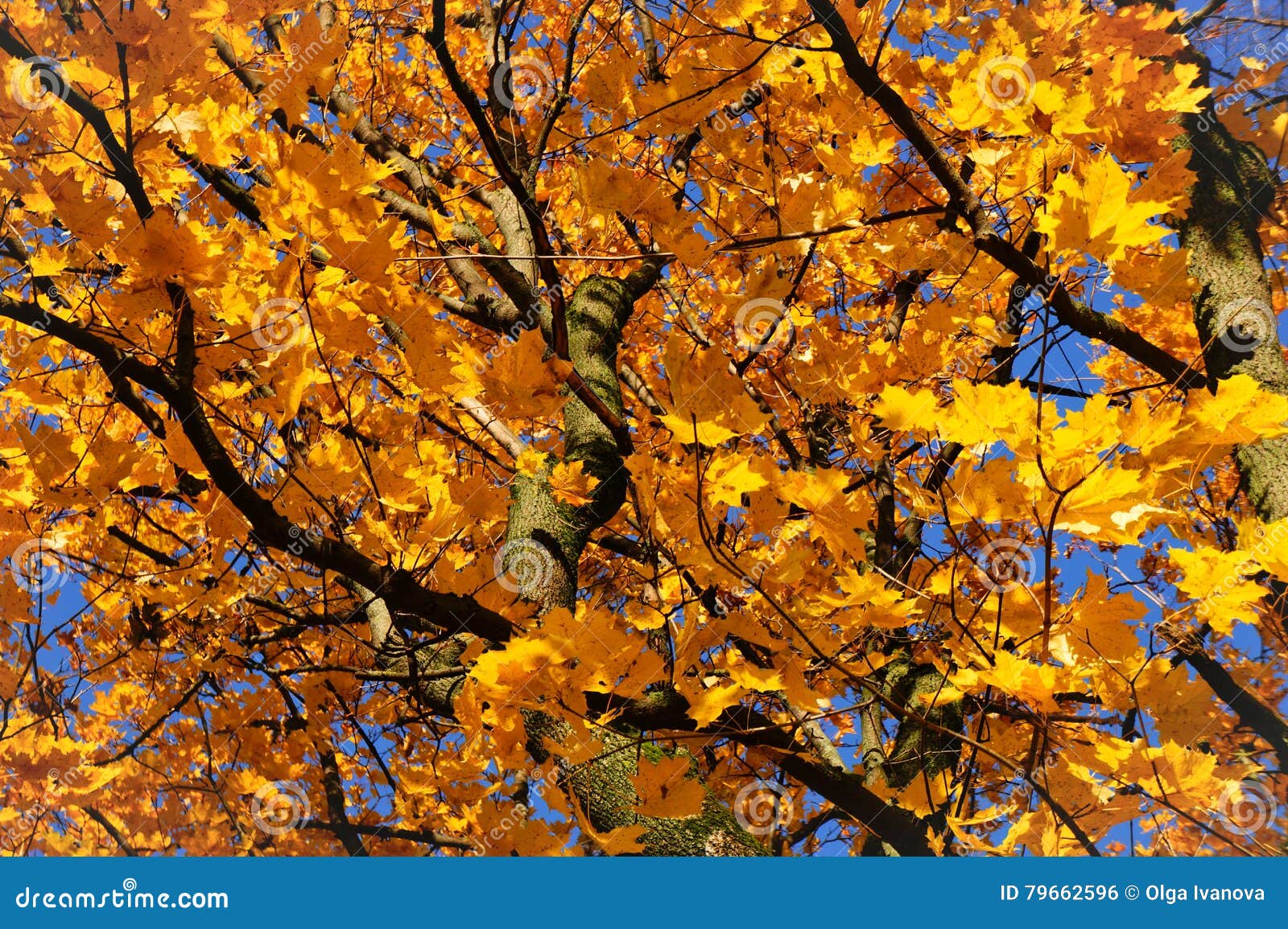 Autumn leaves on the wind stock photo. Image of season - 79662596