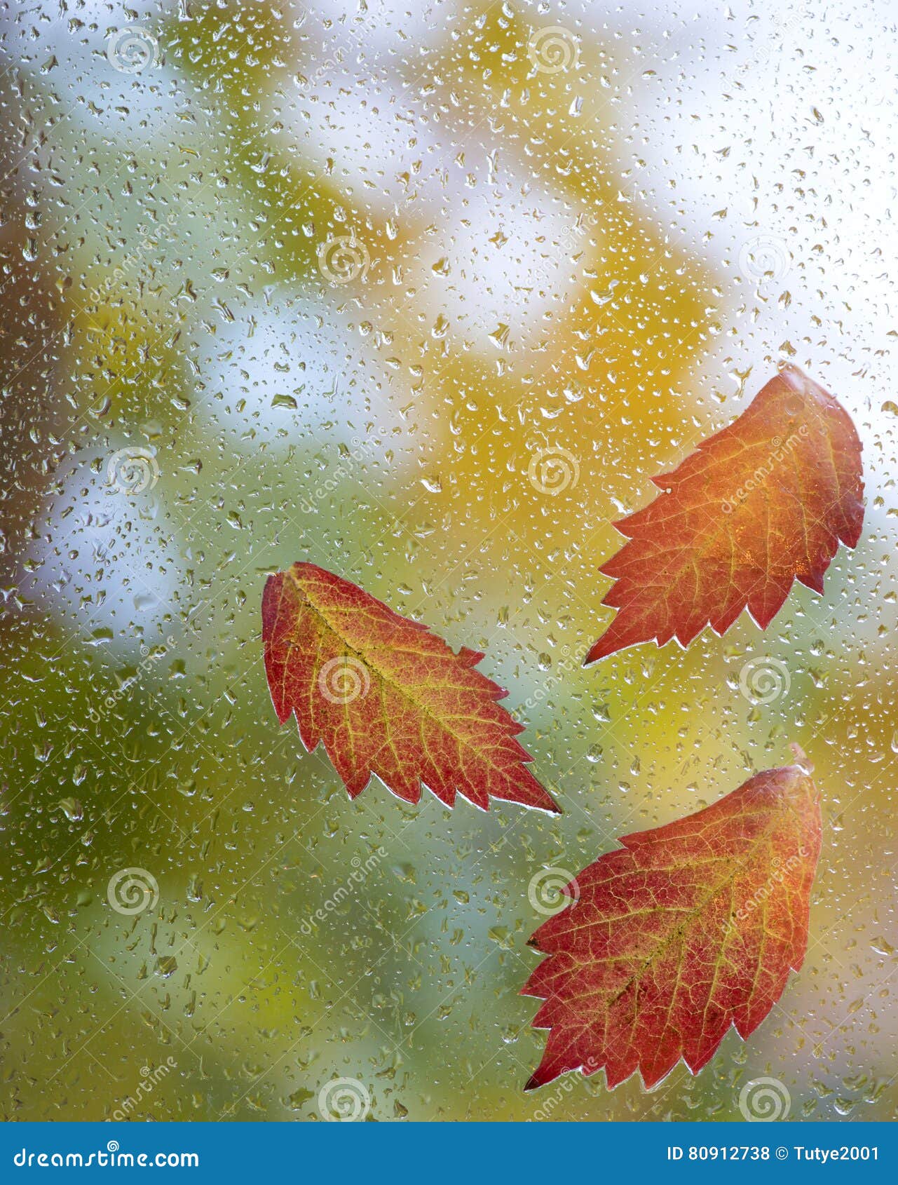 Autumn Leaves on Window with Rain Drops Stock Photo - Image of bright ...