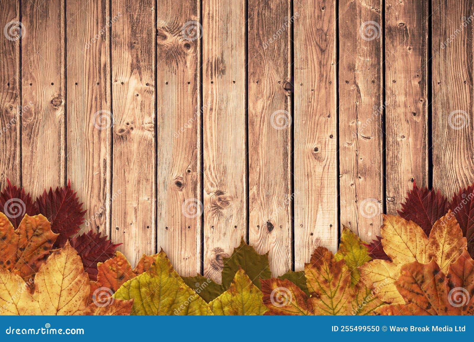 Autumn leaves on wood stock photo. Image of autumn, gold - 255499550