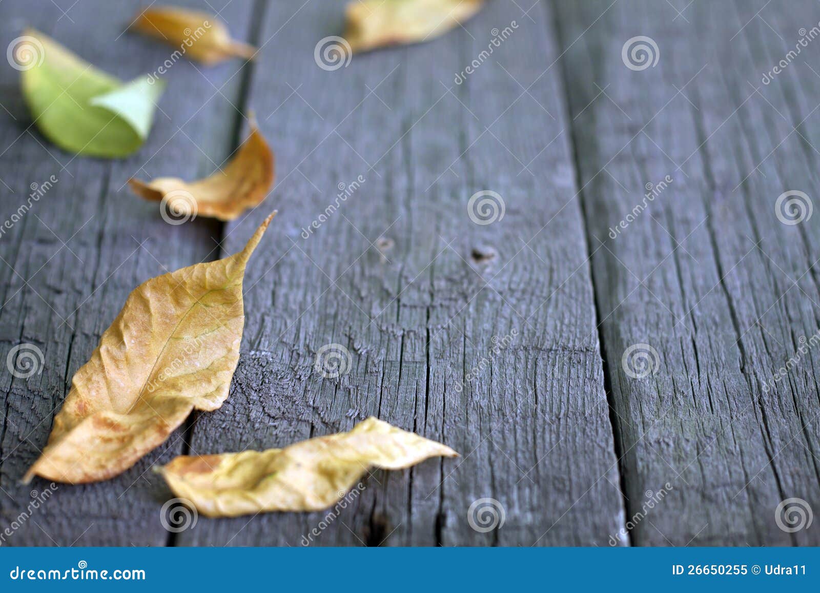 Autumn Leaves on Wooden Boards Stock Image - Image of orange, pattern ...