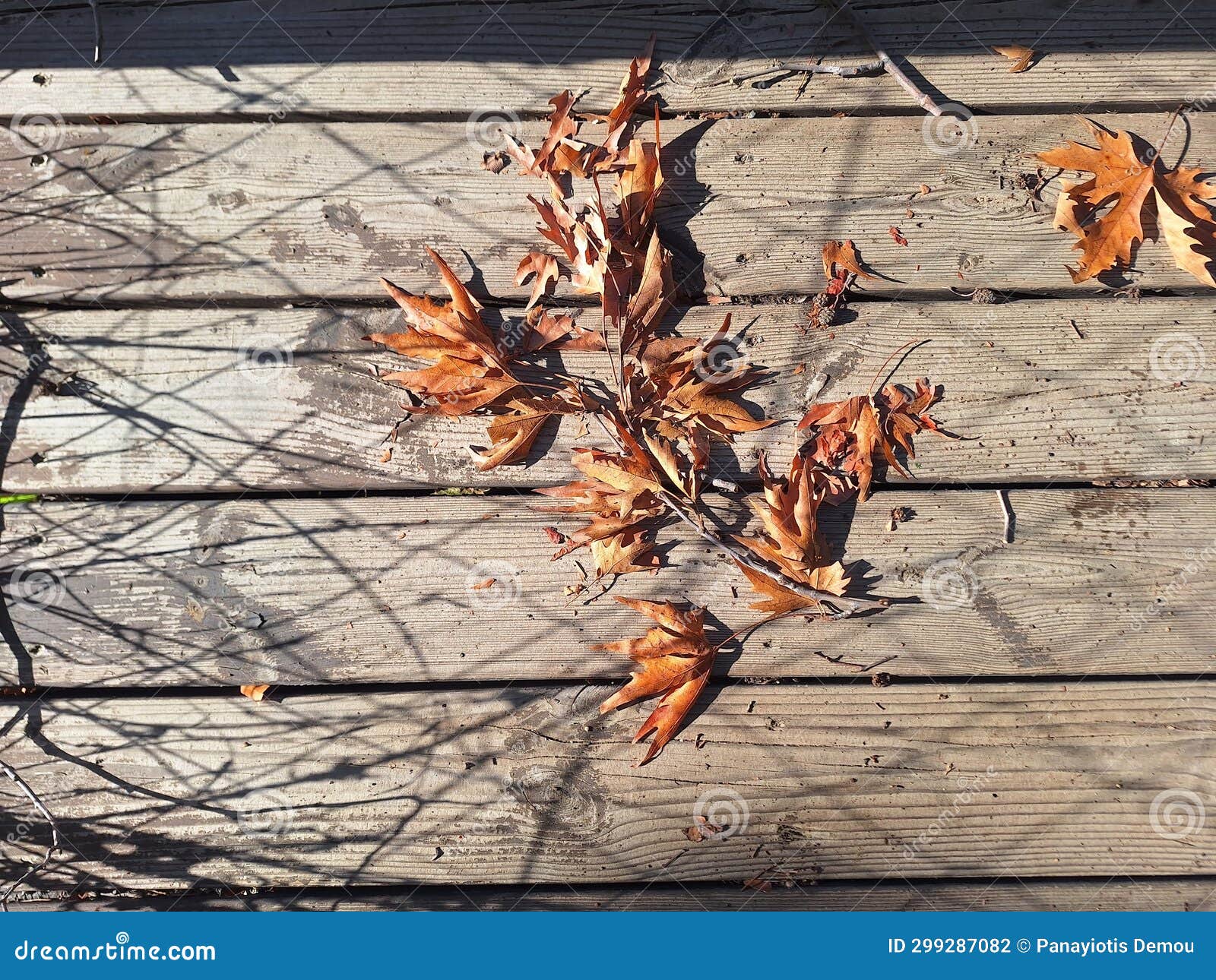 Autumn Leaves on Wooden Deck Stock Photo - Image of leaves, pumpkin: 299287082