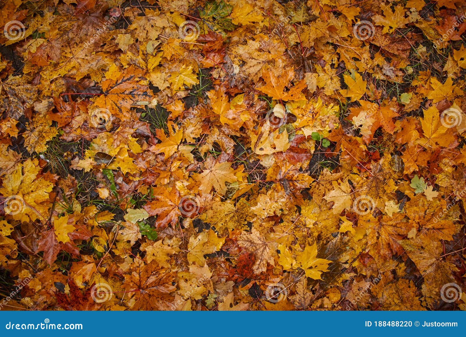 Autumn Leaves Yellow Red Maroon Multicolored Maple on the Grass Stock ...