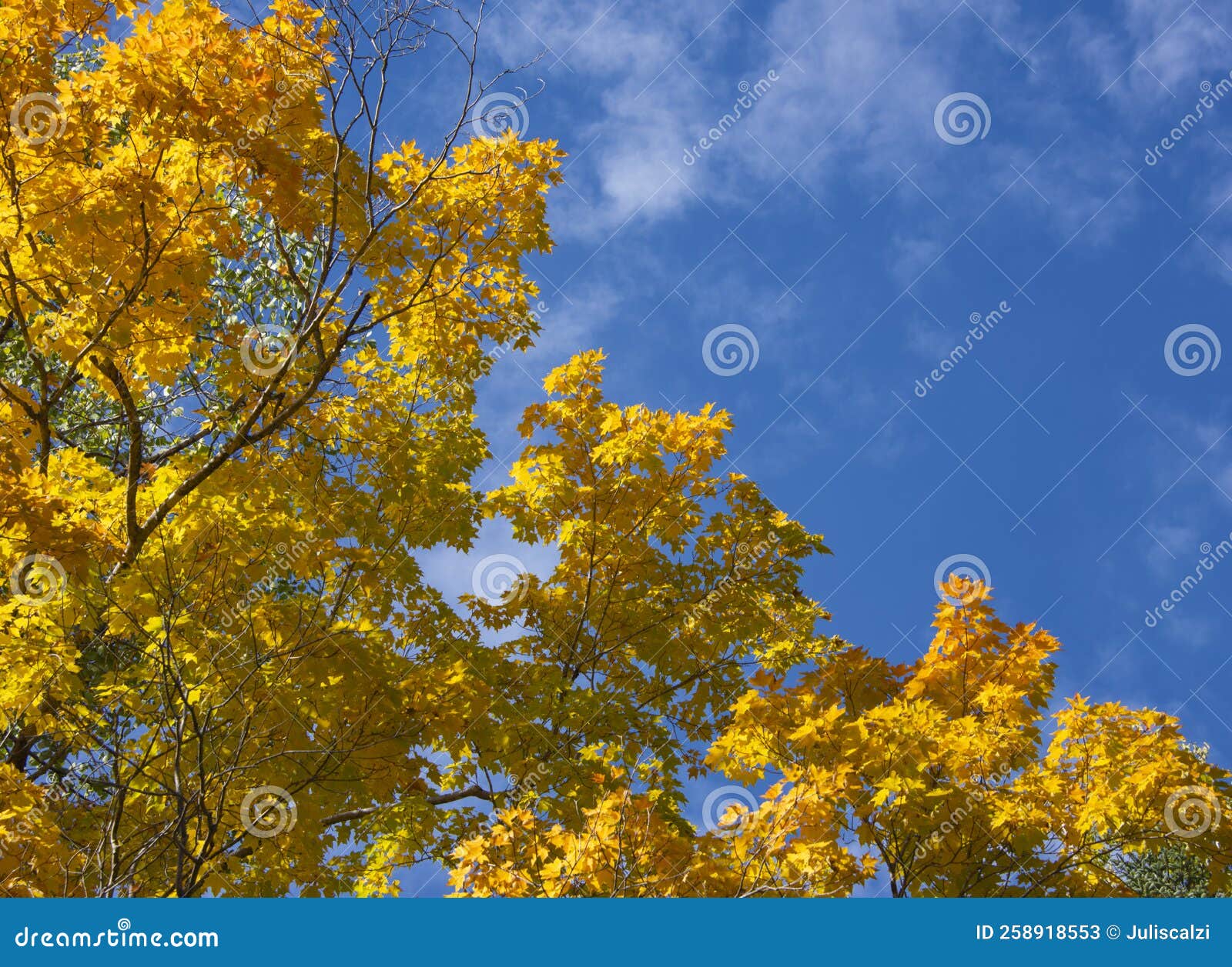 Autumn leaves stock image. Image of yellow, vibrant - 258918553