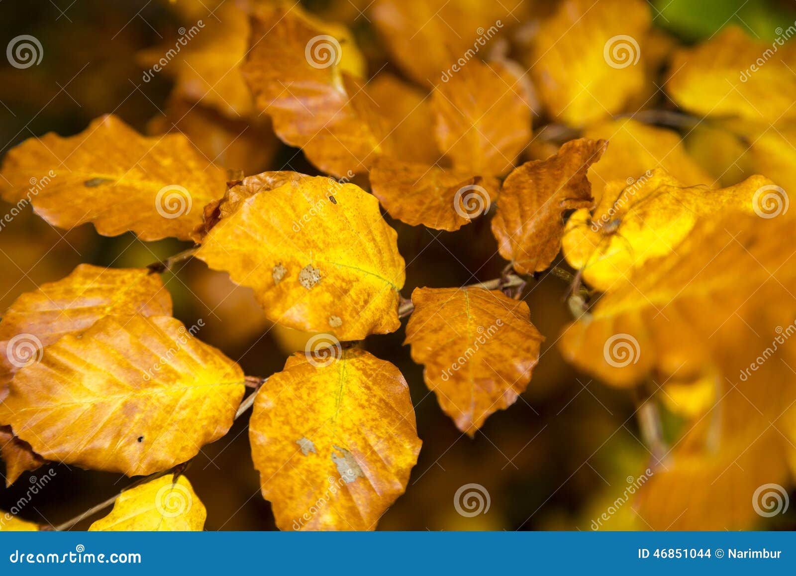 Autumn Leves of a Beech Tree Stock Photo - Image of plant, vein: 46851044