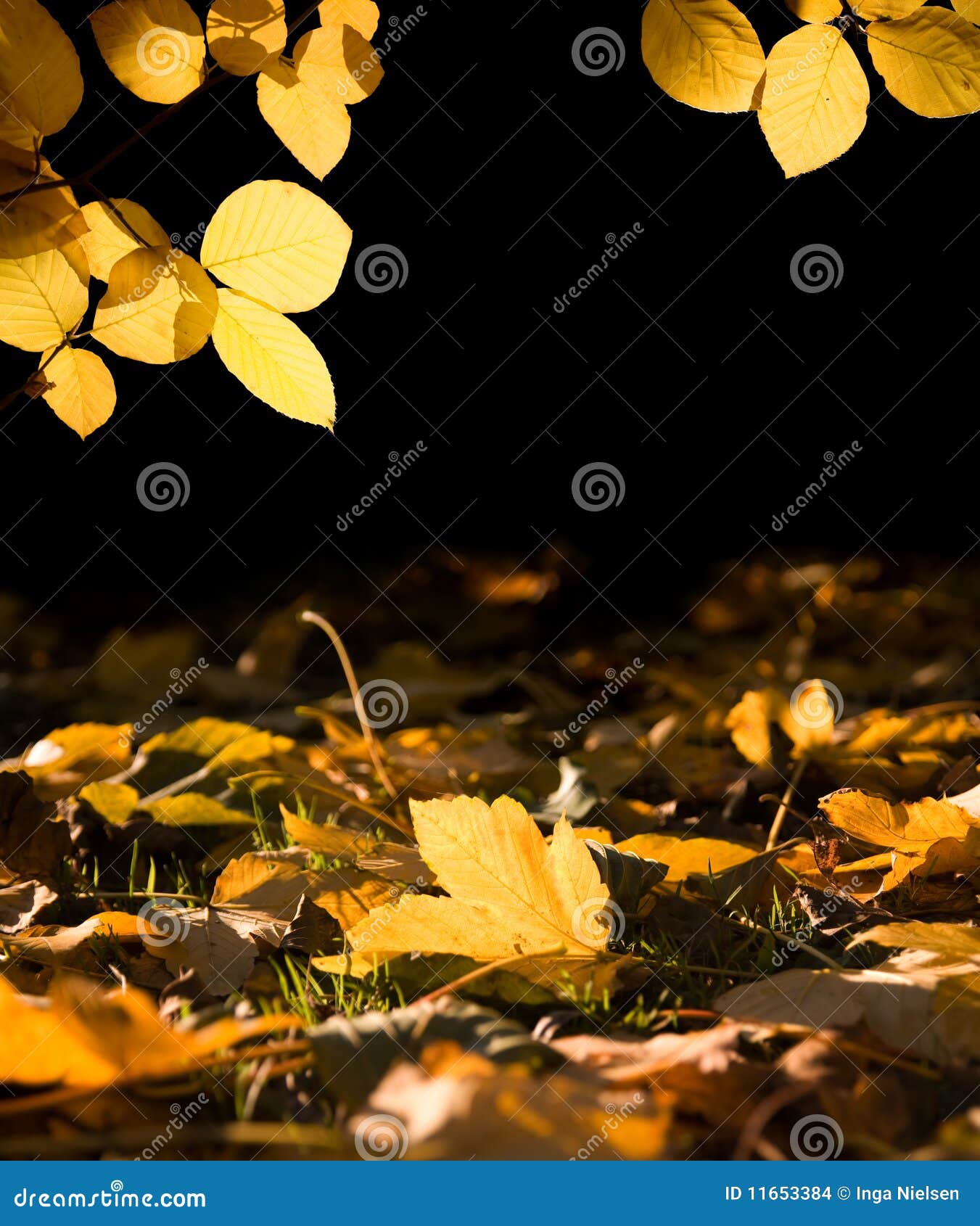 Autumn light stock photo. Image of light, season, fall - 11653384