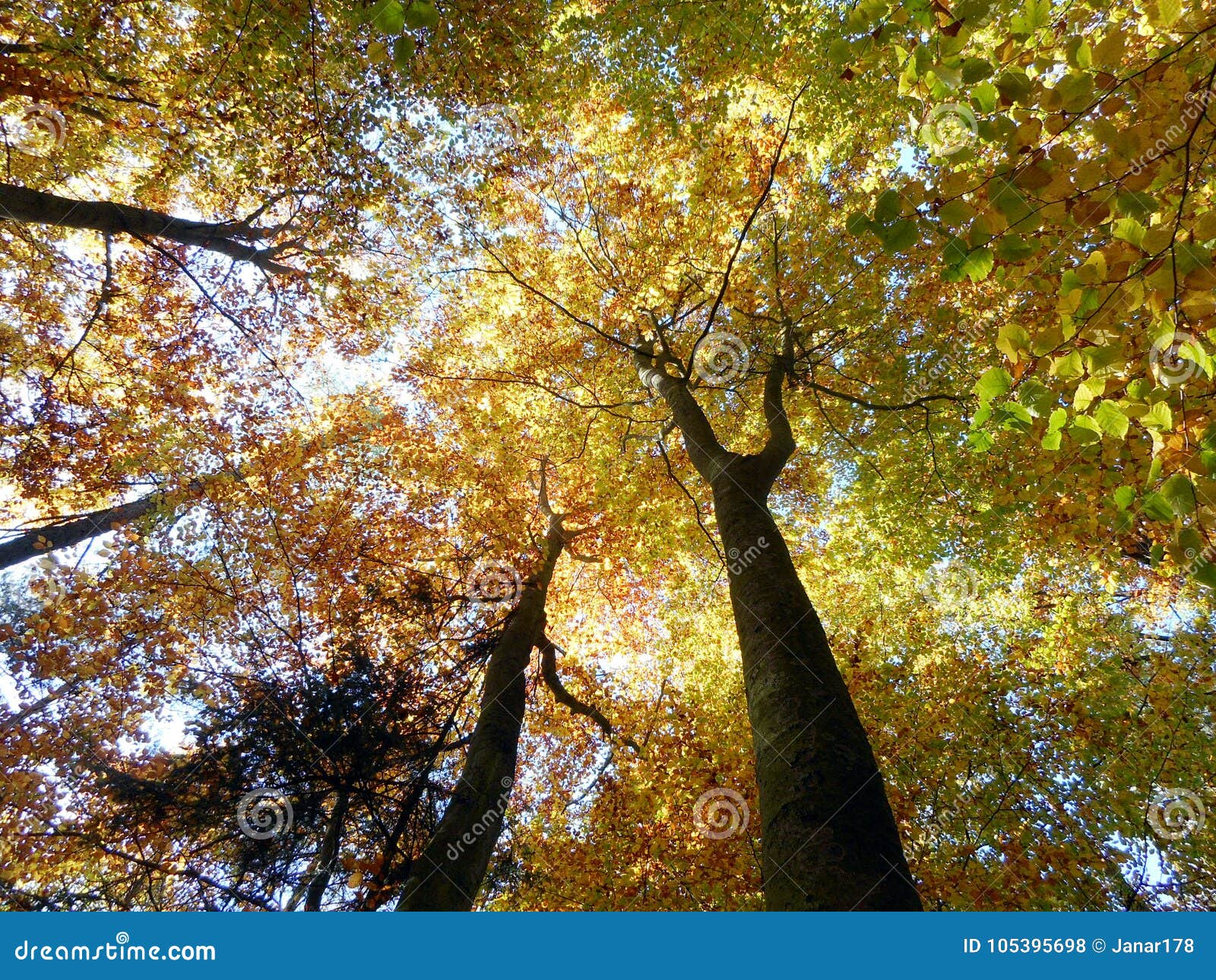 Autumn light over me stock photo. Image of autumn, leaves - 105395698