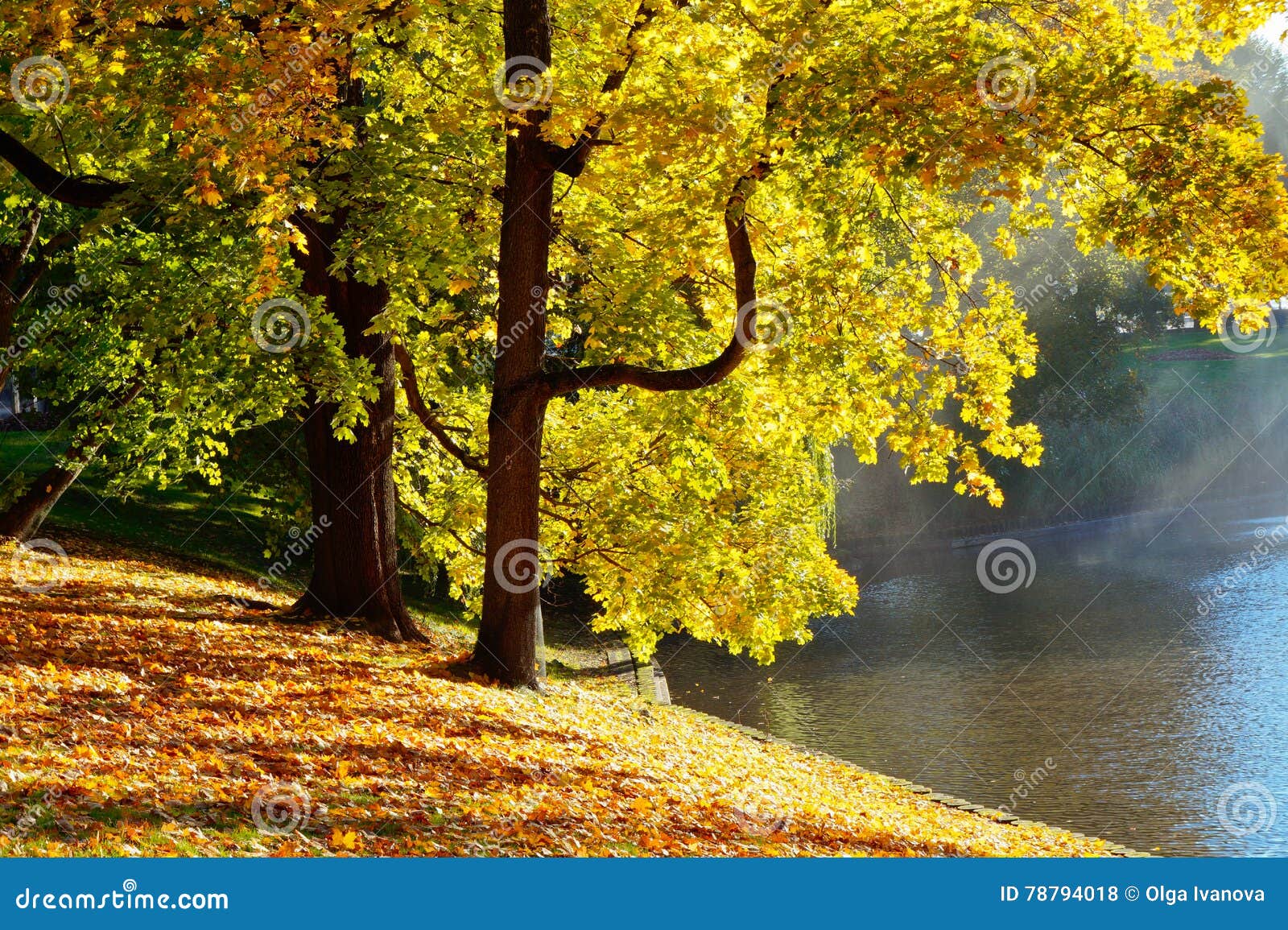 Autumn light stock photo. Image of colorful, outdoor - 78794018