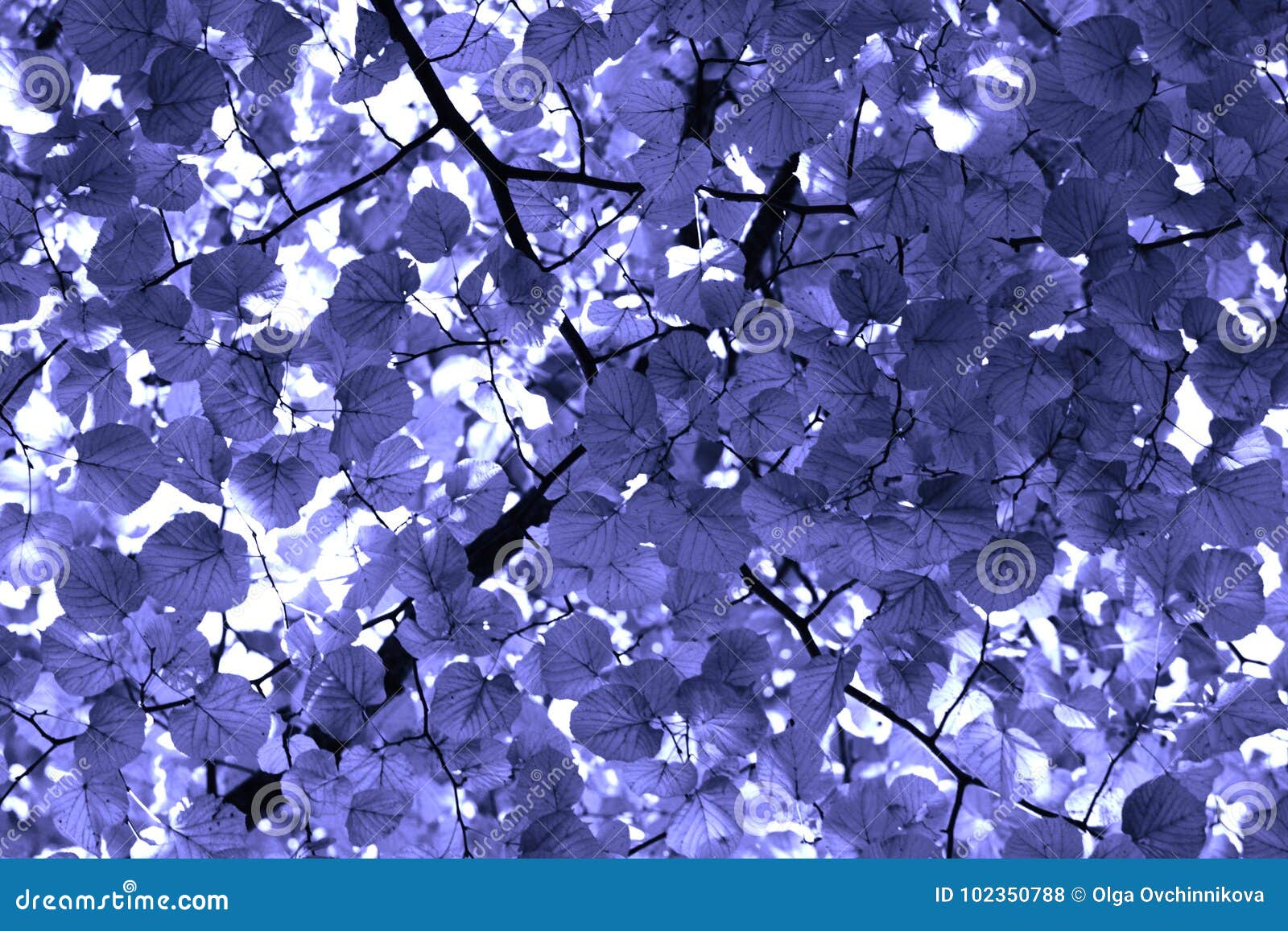 Autumn Linden Tree, Covered with Bright Leaves, Illuminated by the Sun ...