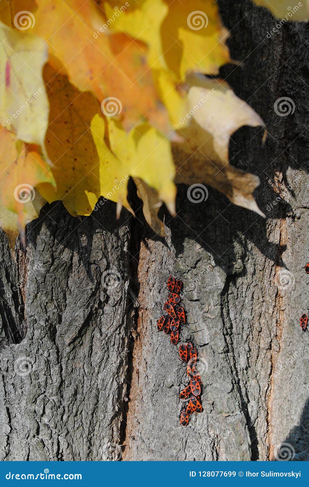 Autumn, Little Beetles - the Soldiers Stock Image - Image of maple ...