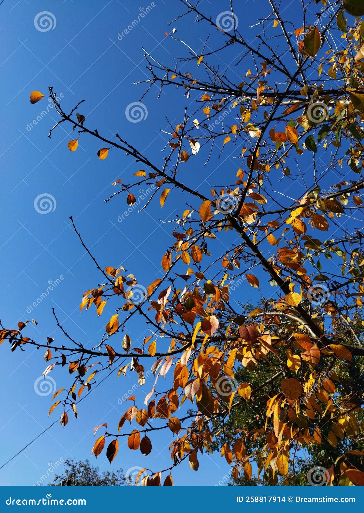 Autumn, Little Leaf, Sky, Nature Stock Photo - Image of nature ...