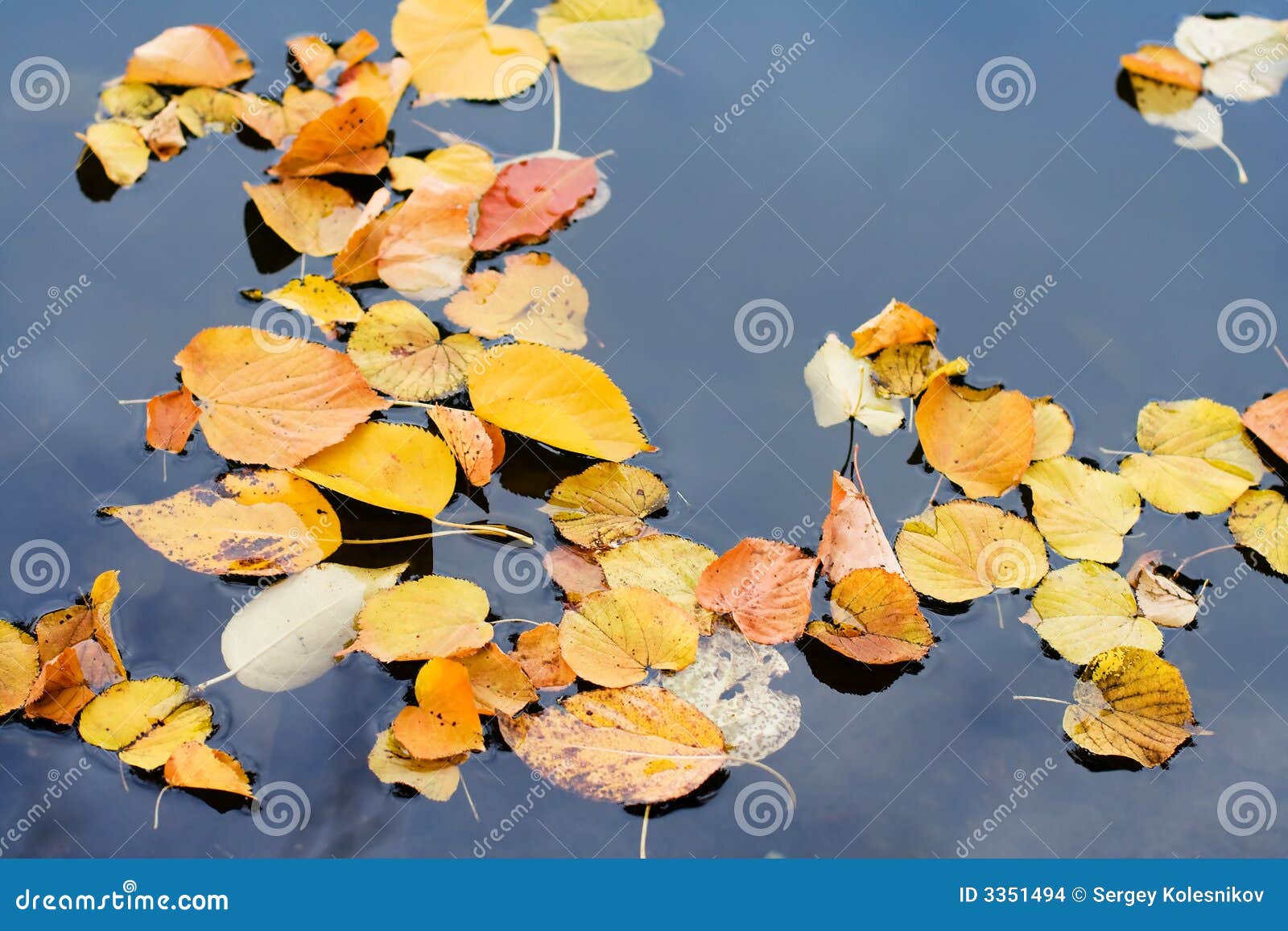 Autumn lives stock photo. Image of multicolored, orange - 3351494
