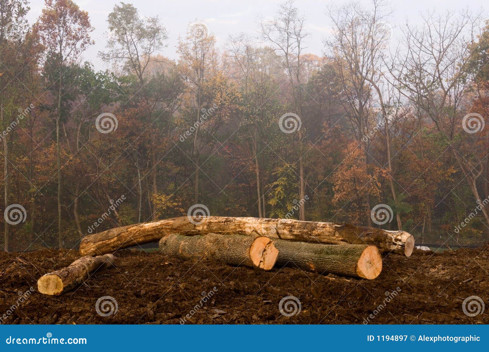 Autumn Logs stock image. Image of natural, forest, clear - 1194897