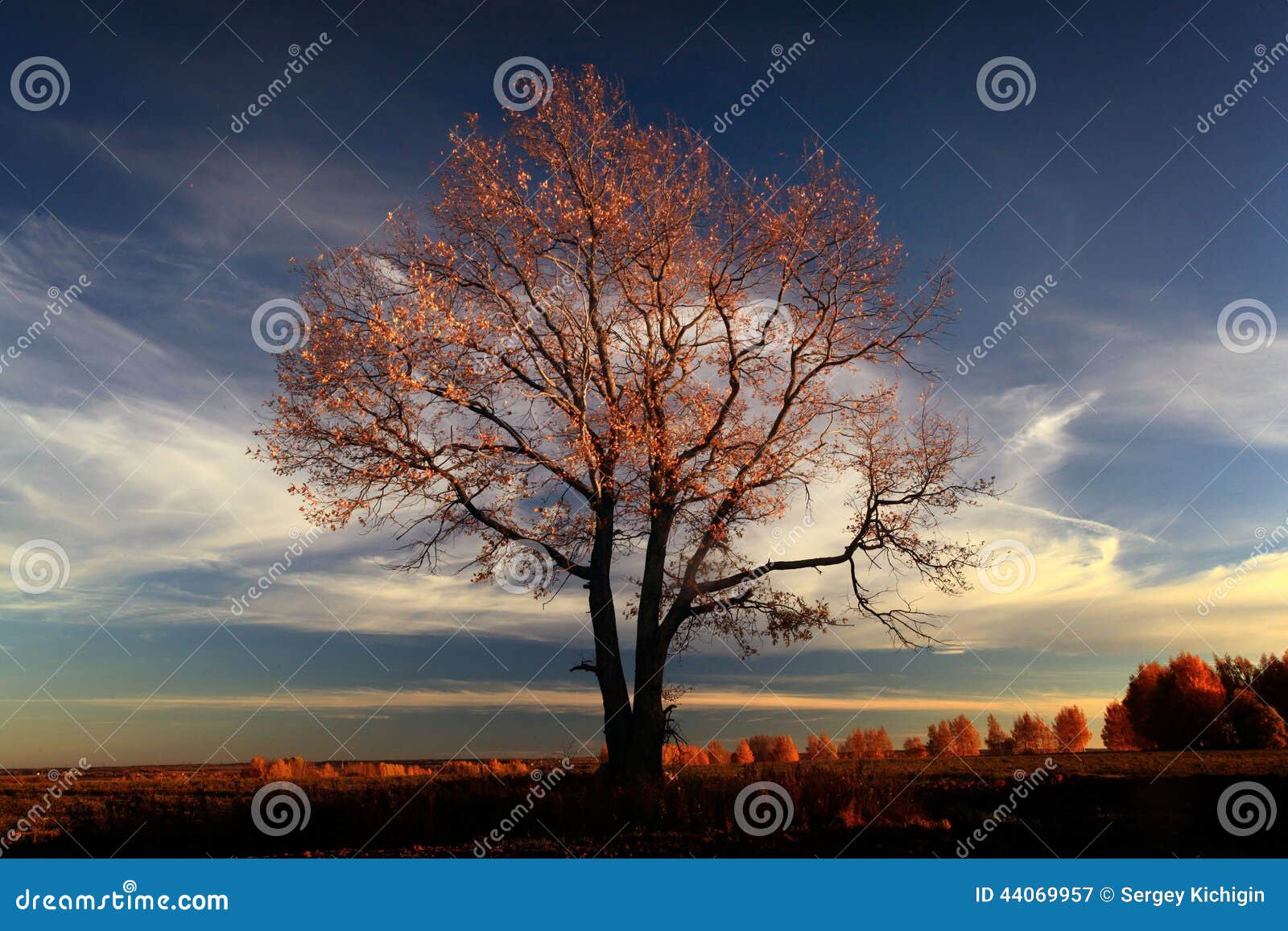 Autumn, Lone Oak Tree in a Field Stock Image - Image of autumn, morning ...