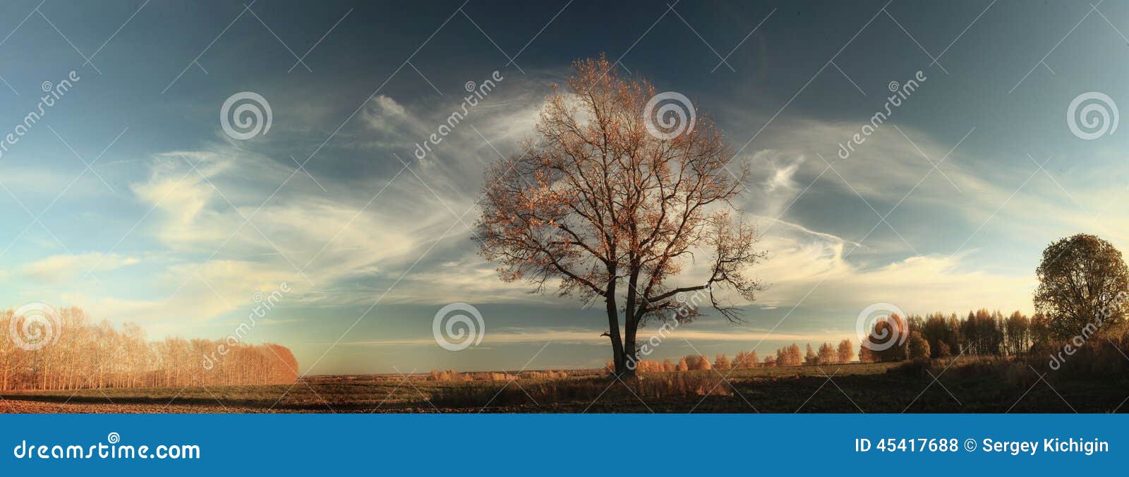 Autumn, Lonely Oak Tree in a Field Stock Photo - Image of beautiful ...