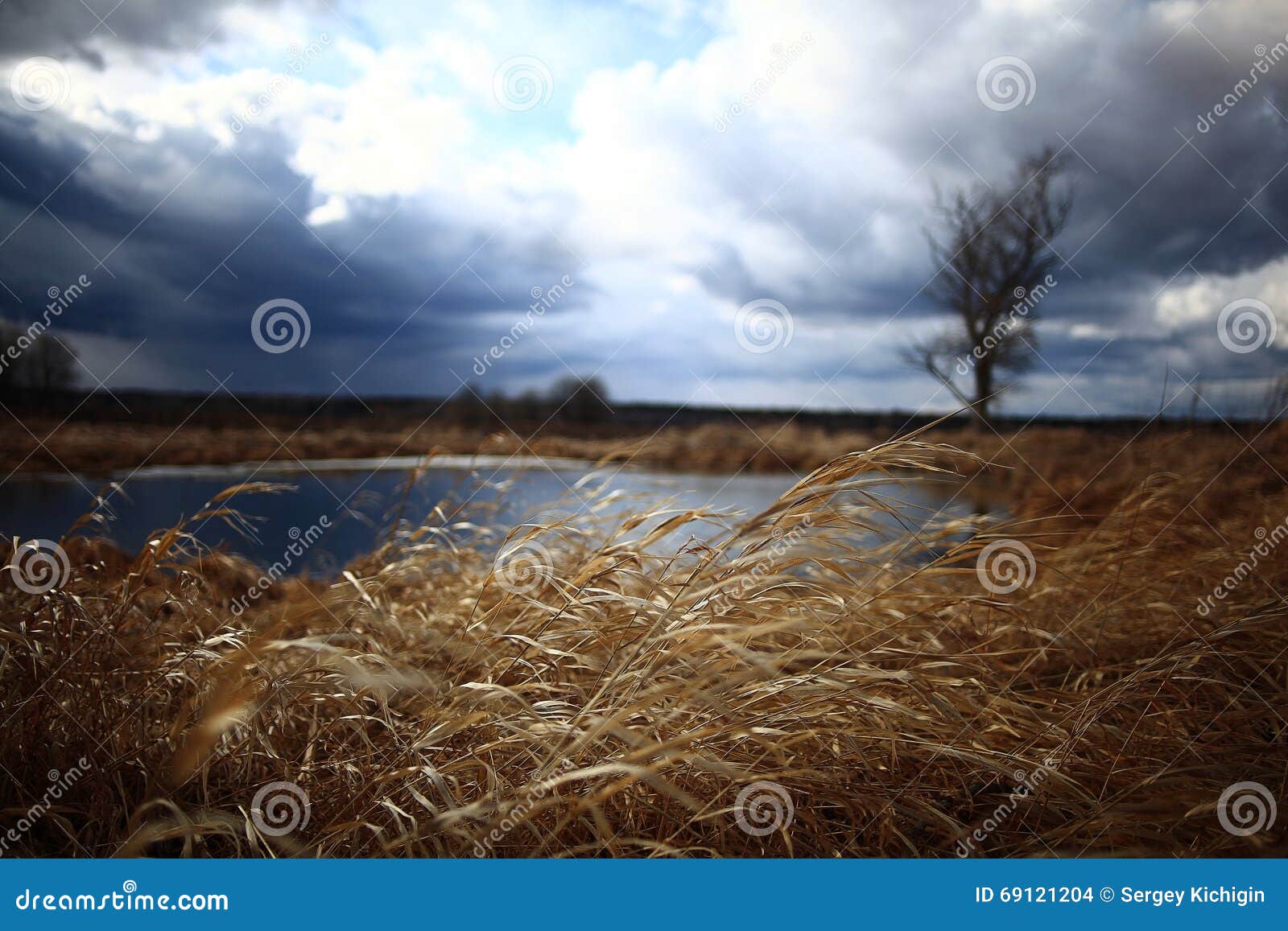 Autumn Lonely Tree in Wind Field Stock Photo - Image of rural, fall ...