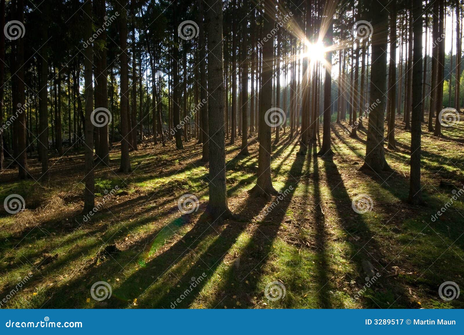 Autumn Long Shadows stock image. Image of grass, green - 3289517