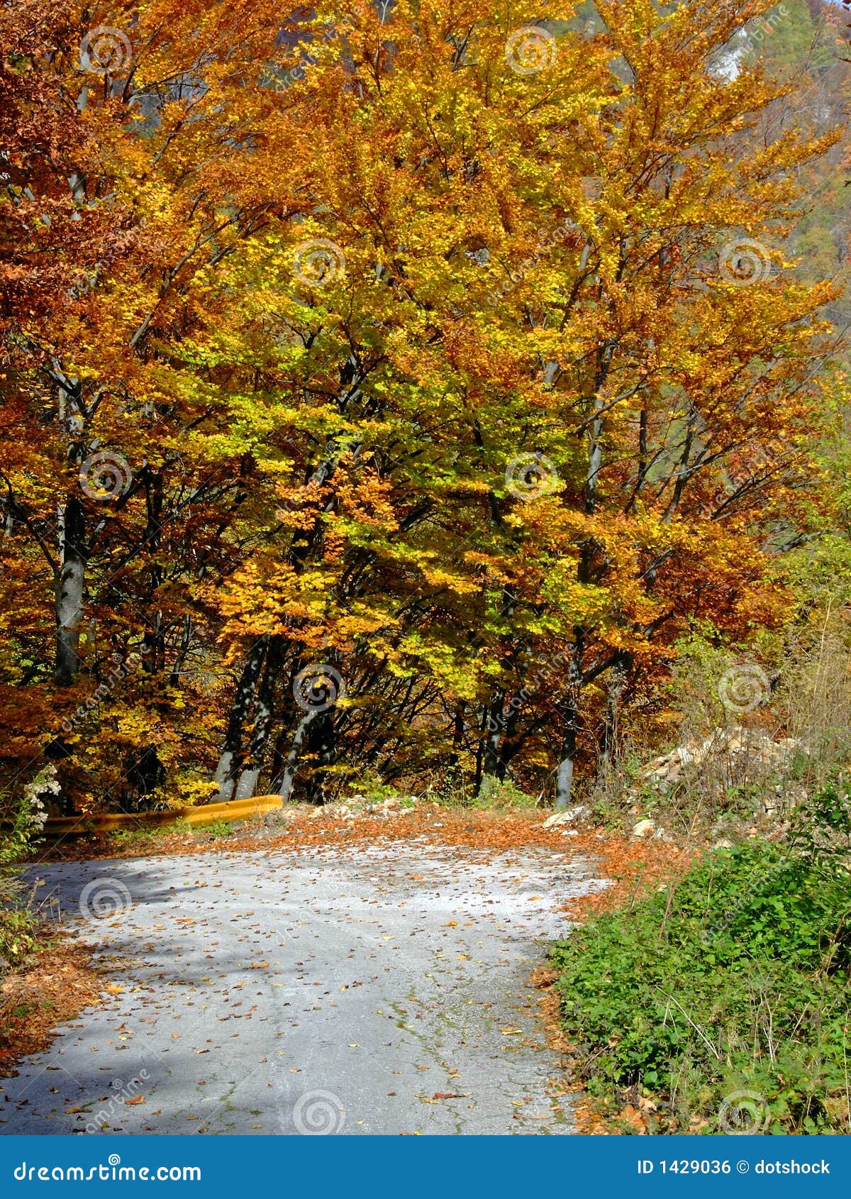 Autumn magic stock photo. Image of beautiful, leaf, natural - 1429036