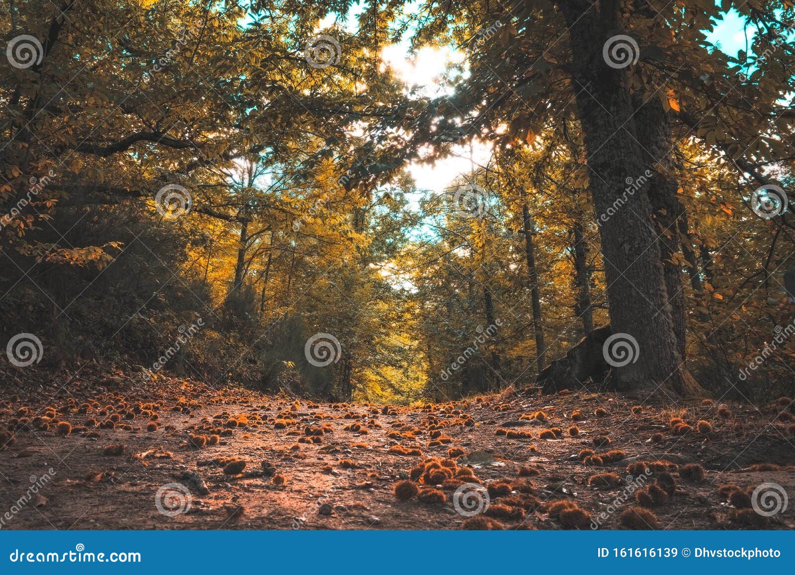 Autumn Magic Forest. from the Ground, Path Full of Chestnuts, it Makes ...