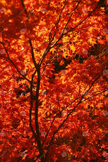 Autumn maple stock image. Image of bright, garden, fall - 3025105